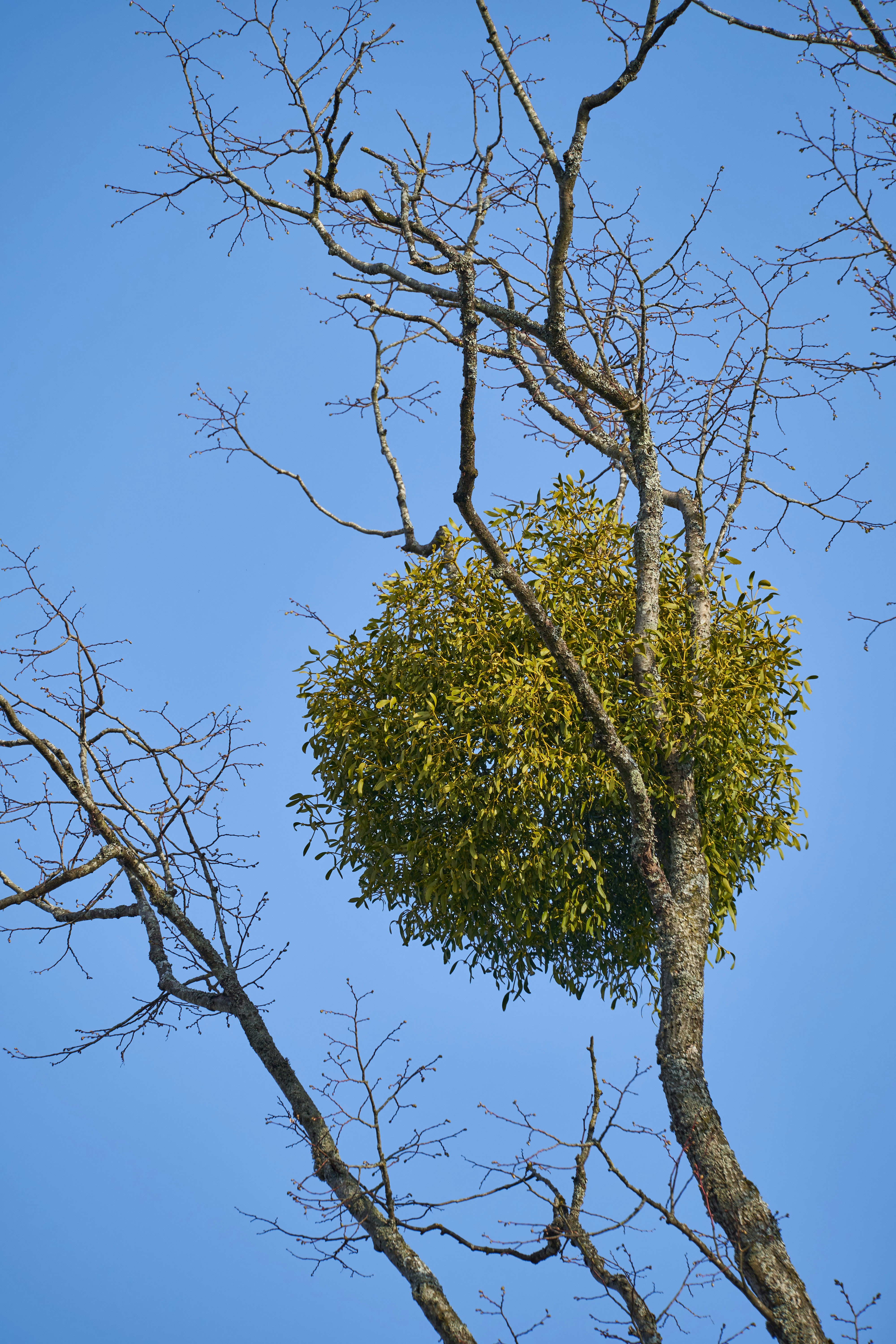 Green Mistletoe Orb Adrift in a Blue-Sky Canopy