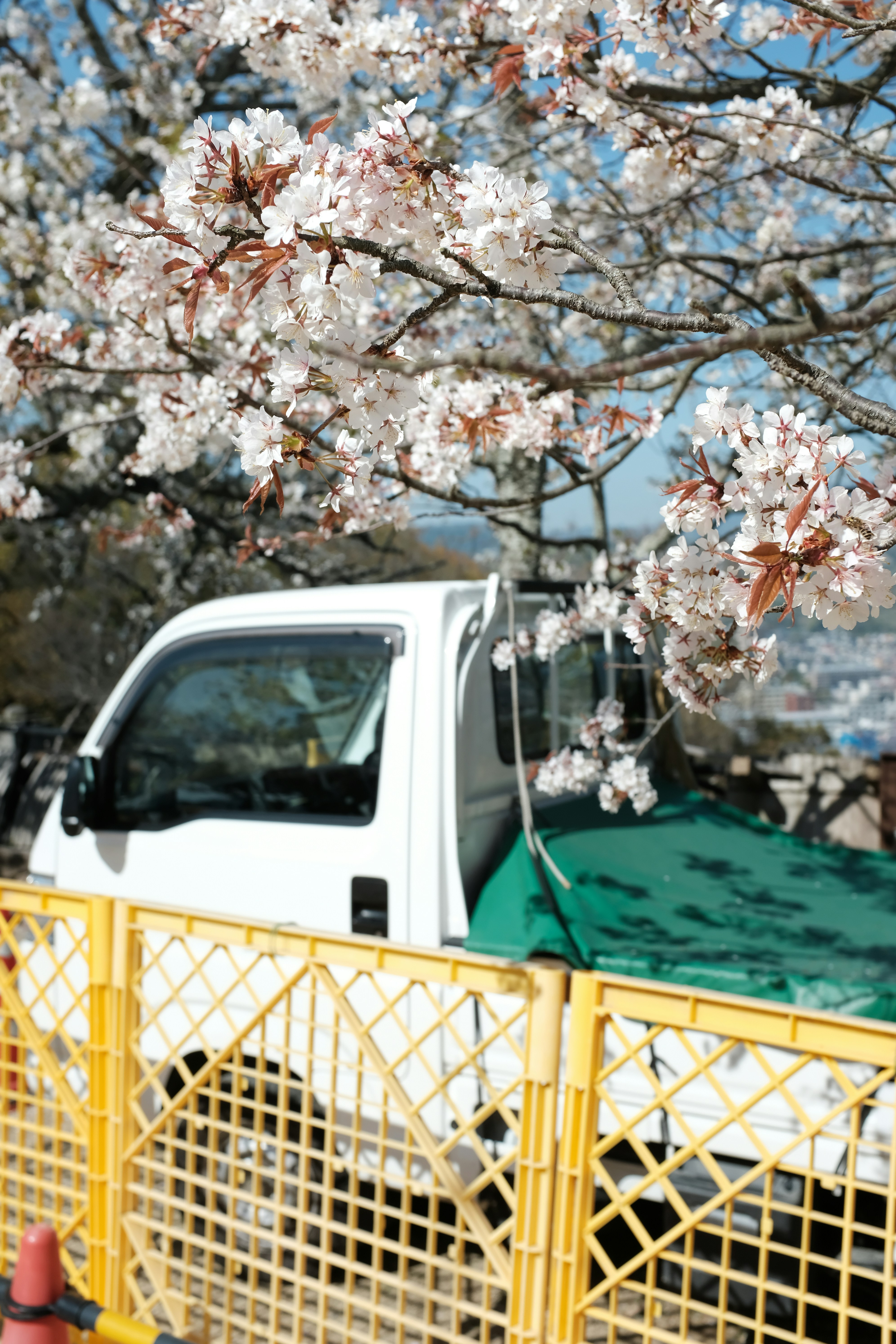 Cherry blossom branches frame a small white truck, highlighting the contrast between nature and urban life. The scene captures the essence of spring's arrival.