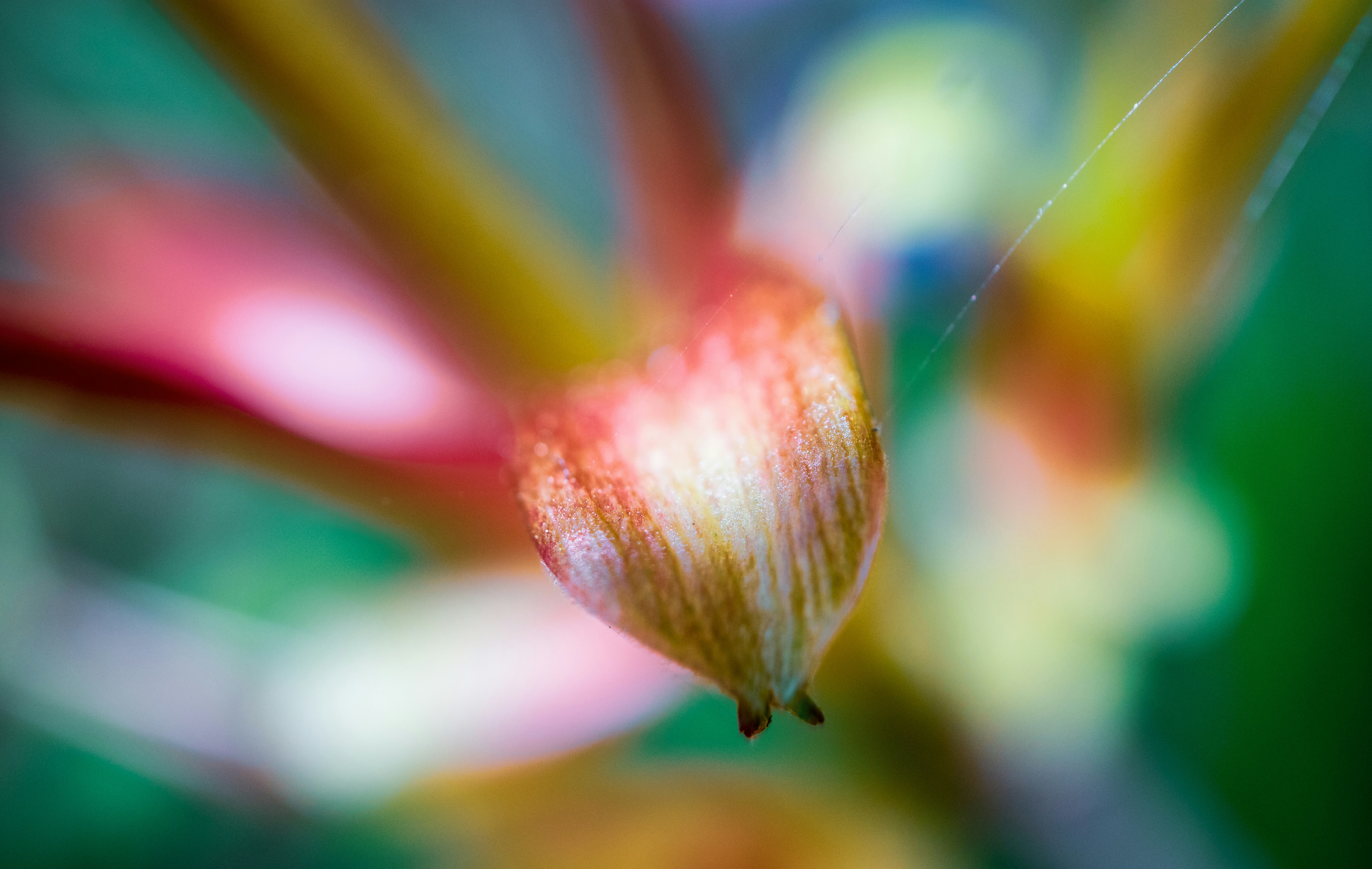 Close-Up of a Pink-Striped Bud: Spring's Quiet Emergence