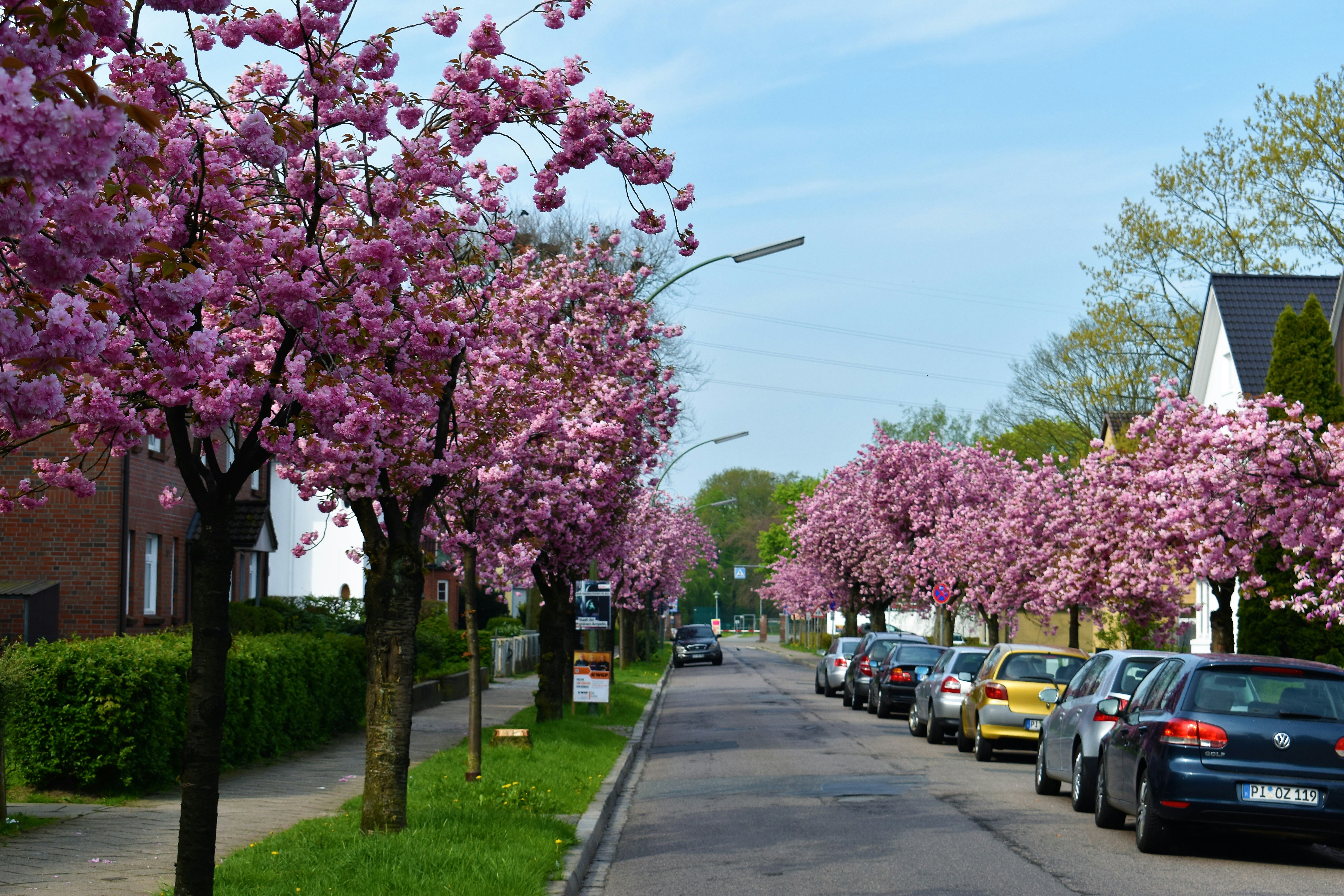 Cherry blossom trees lining a quiet residential street, creating a vibrant canopy of pink flowers. Cars parked along the roadside complement the serene atmosphere.