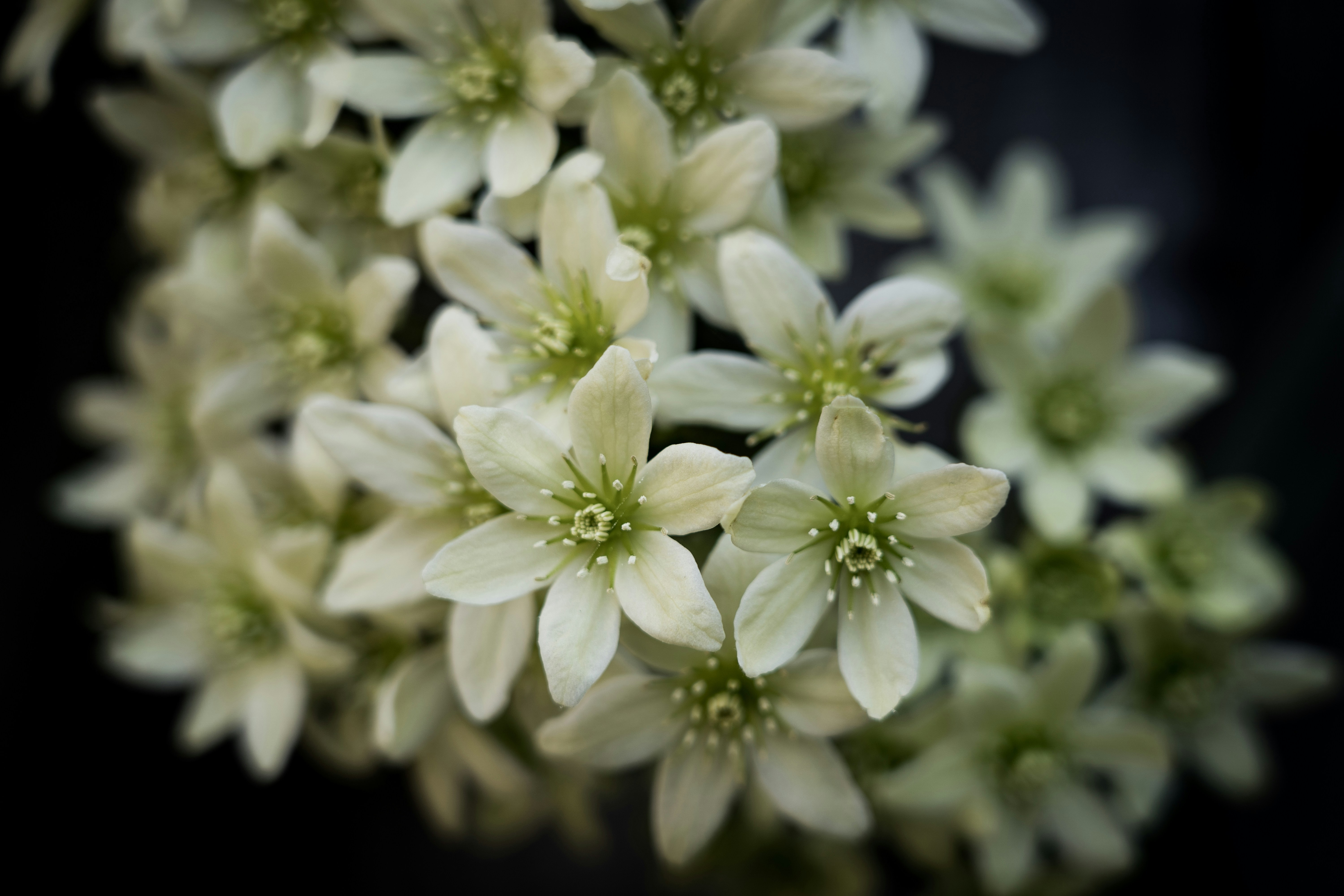 Petal Choir: Creamy White Blossoms in a Velvet Black Backdrop