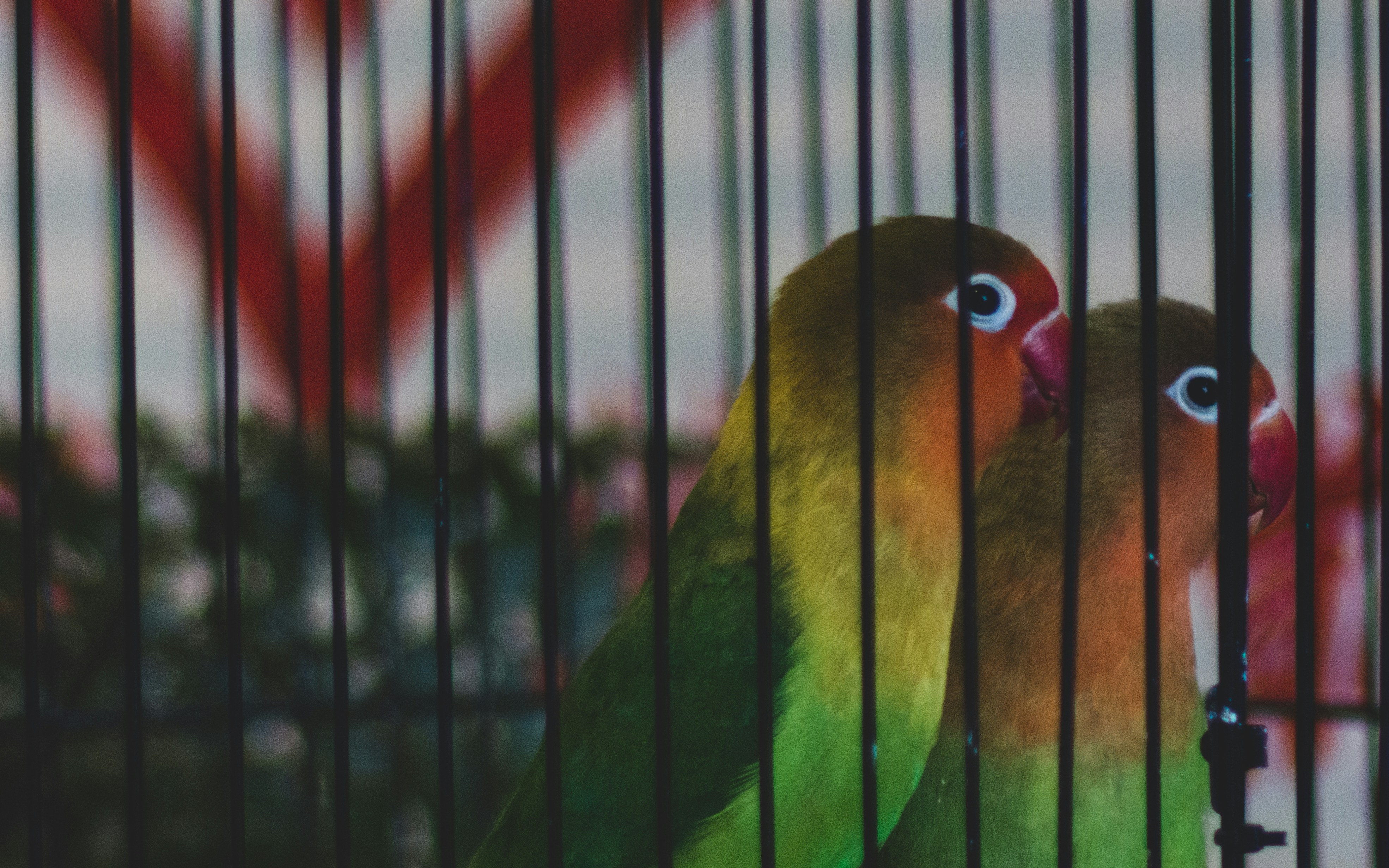 Two colorful lovebirds perched closely together within a cage, showcasing their vibrant plumage against a blurred background.