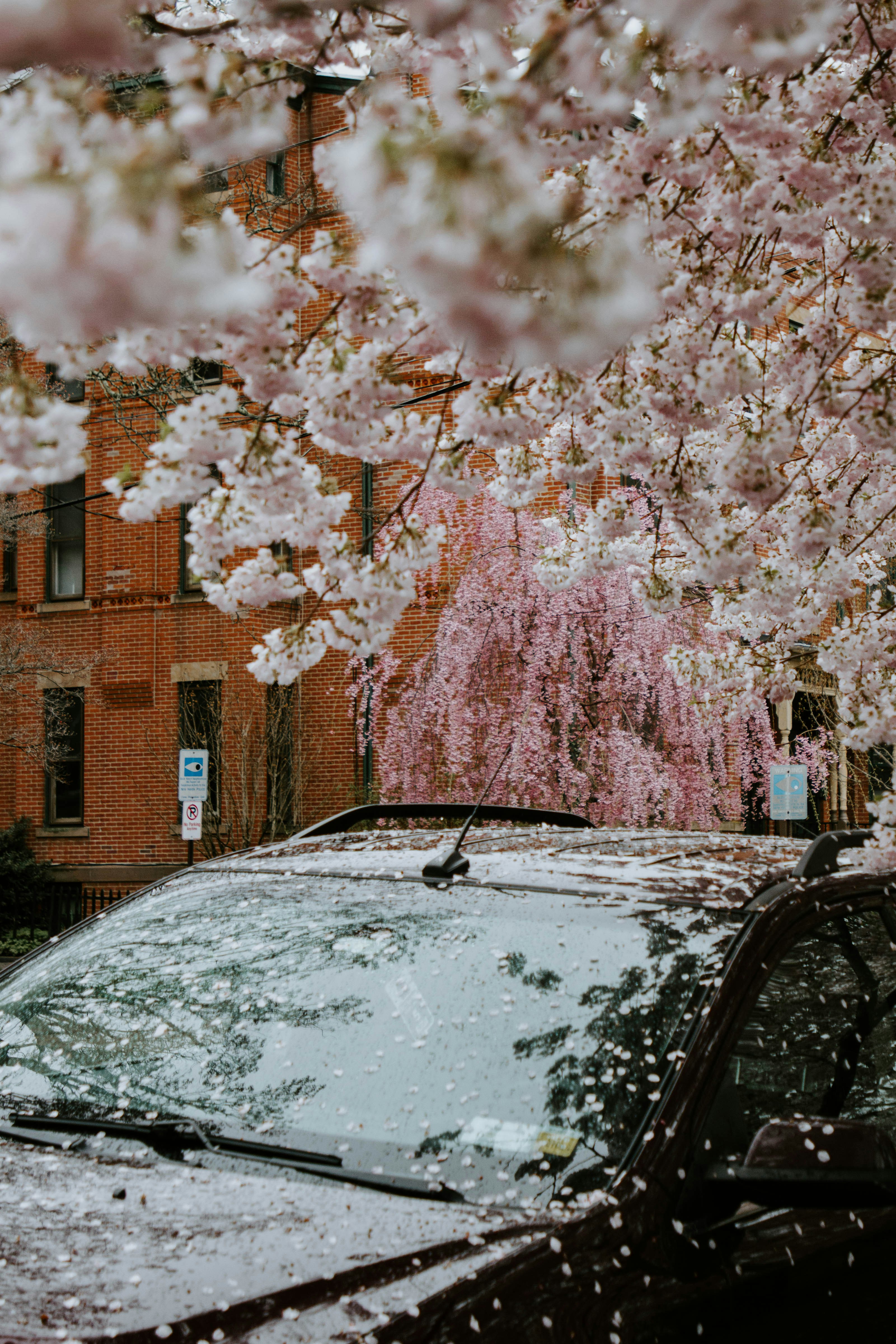 Cherry blossoms frame a parked car, creating a serene urban scene with pink petals scattered on the windshield.