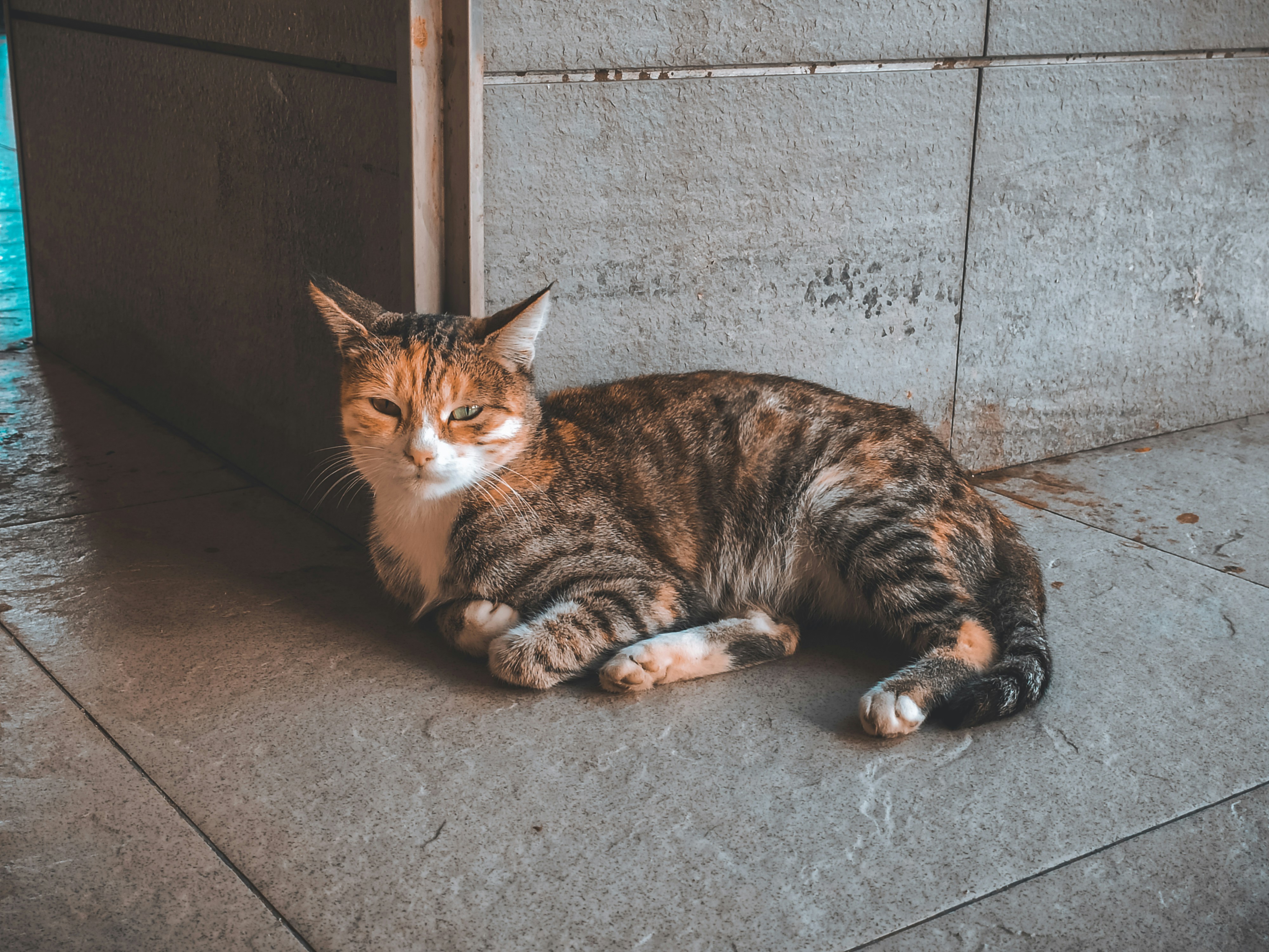 A relaxed tabby cat lounging on cool stone tiles, partially nestled against a wall. The soft light accentuates its fur and tranquil demeanor.