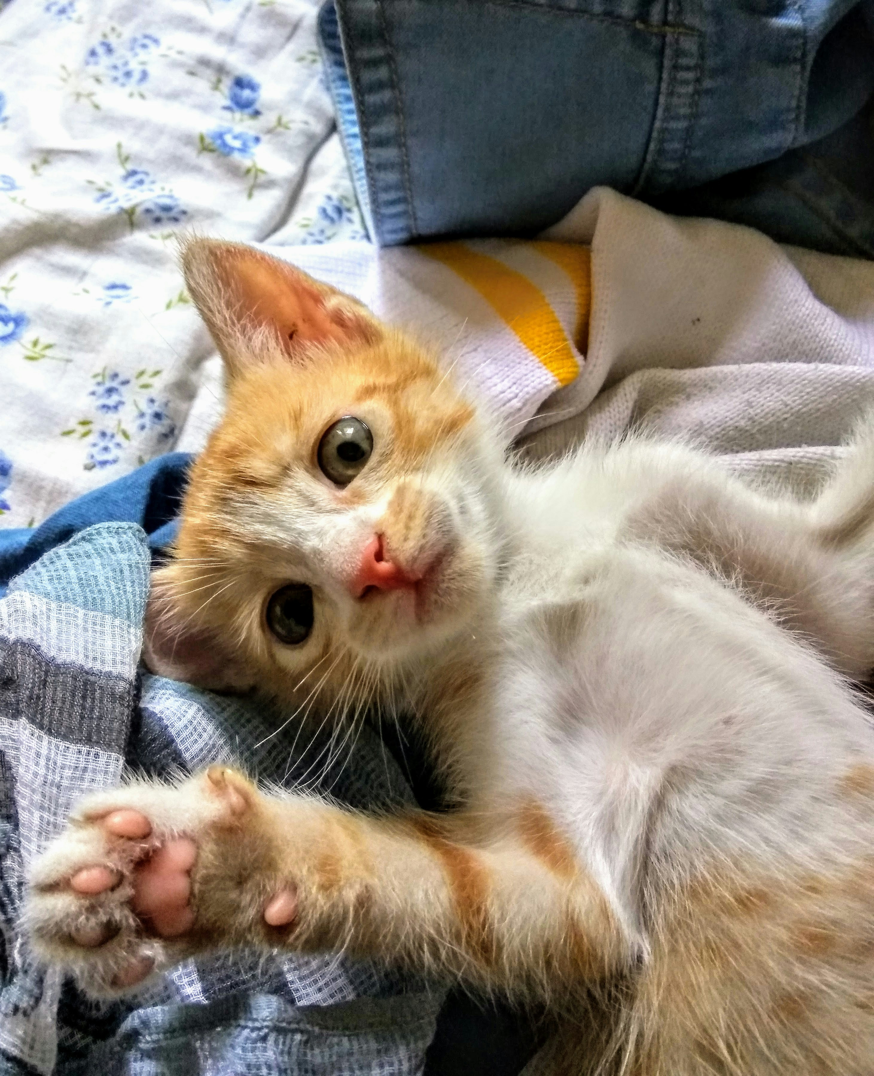 Orange tabby cat on persons lap photo – Free Cat Image on Unsplash