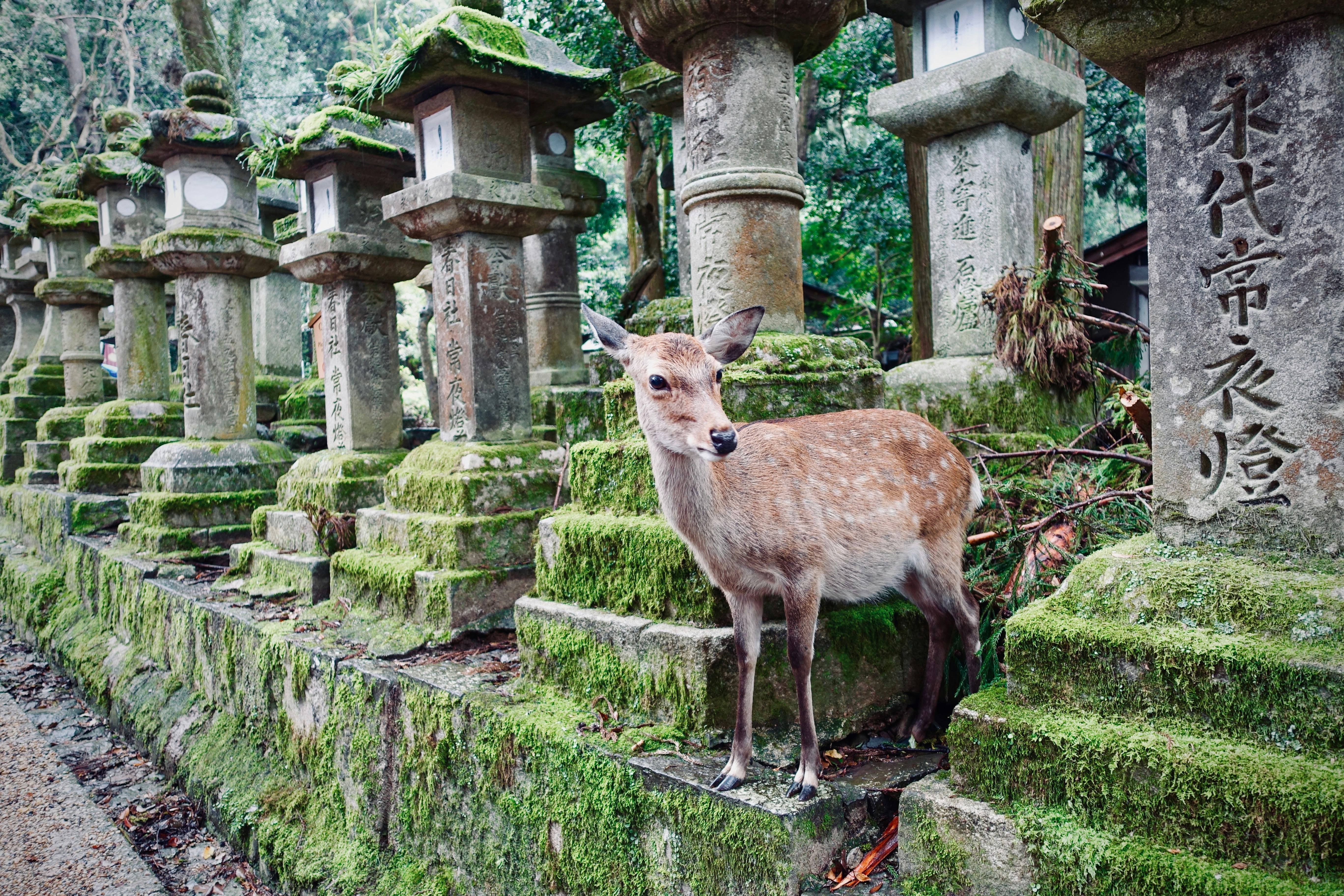 Deer Among Mossy Lanterns at a Serene Shrine