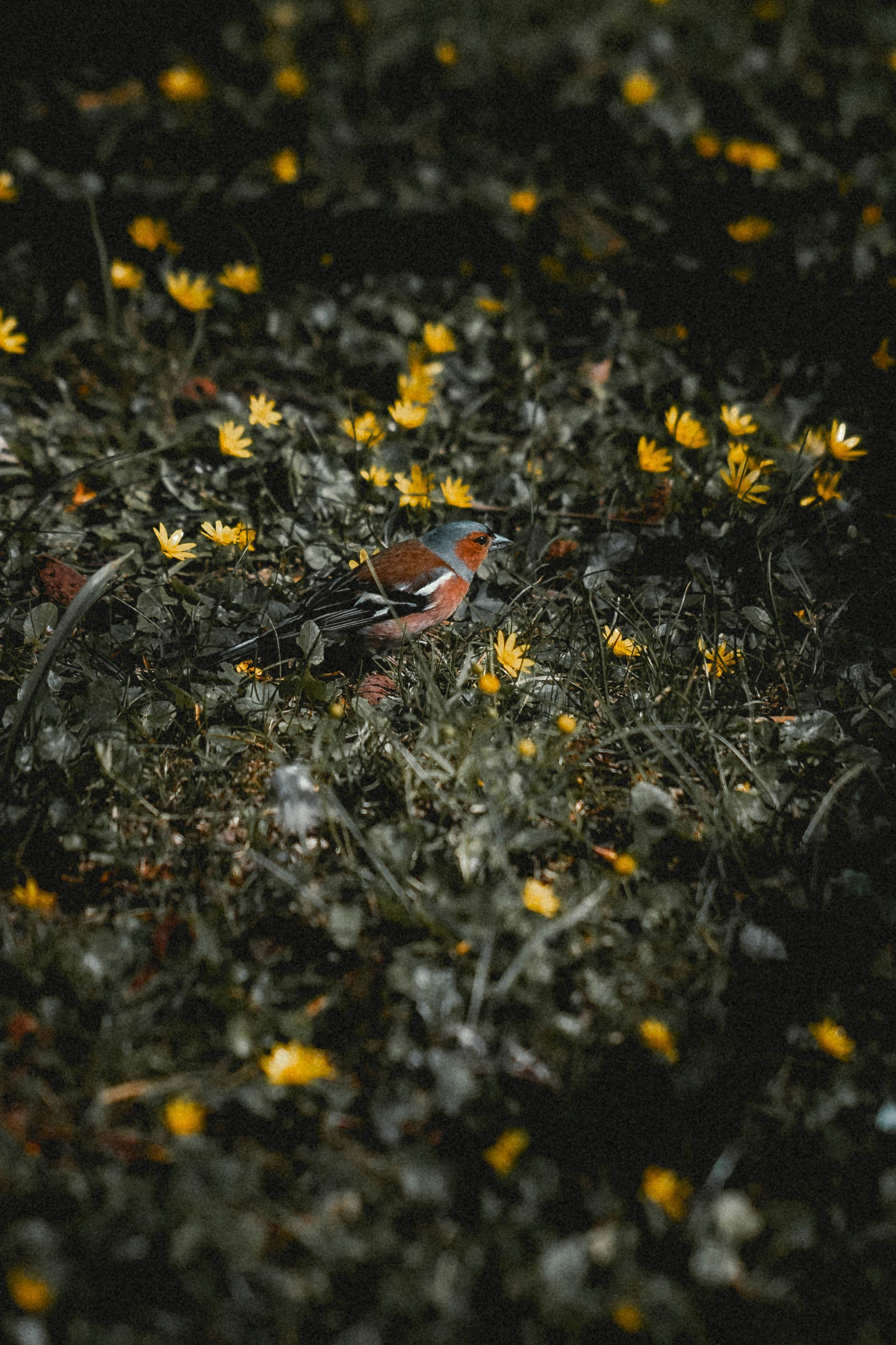 Night Meadow: A Robin Among Yellow Blooms