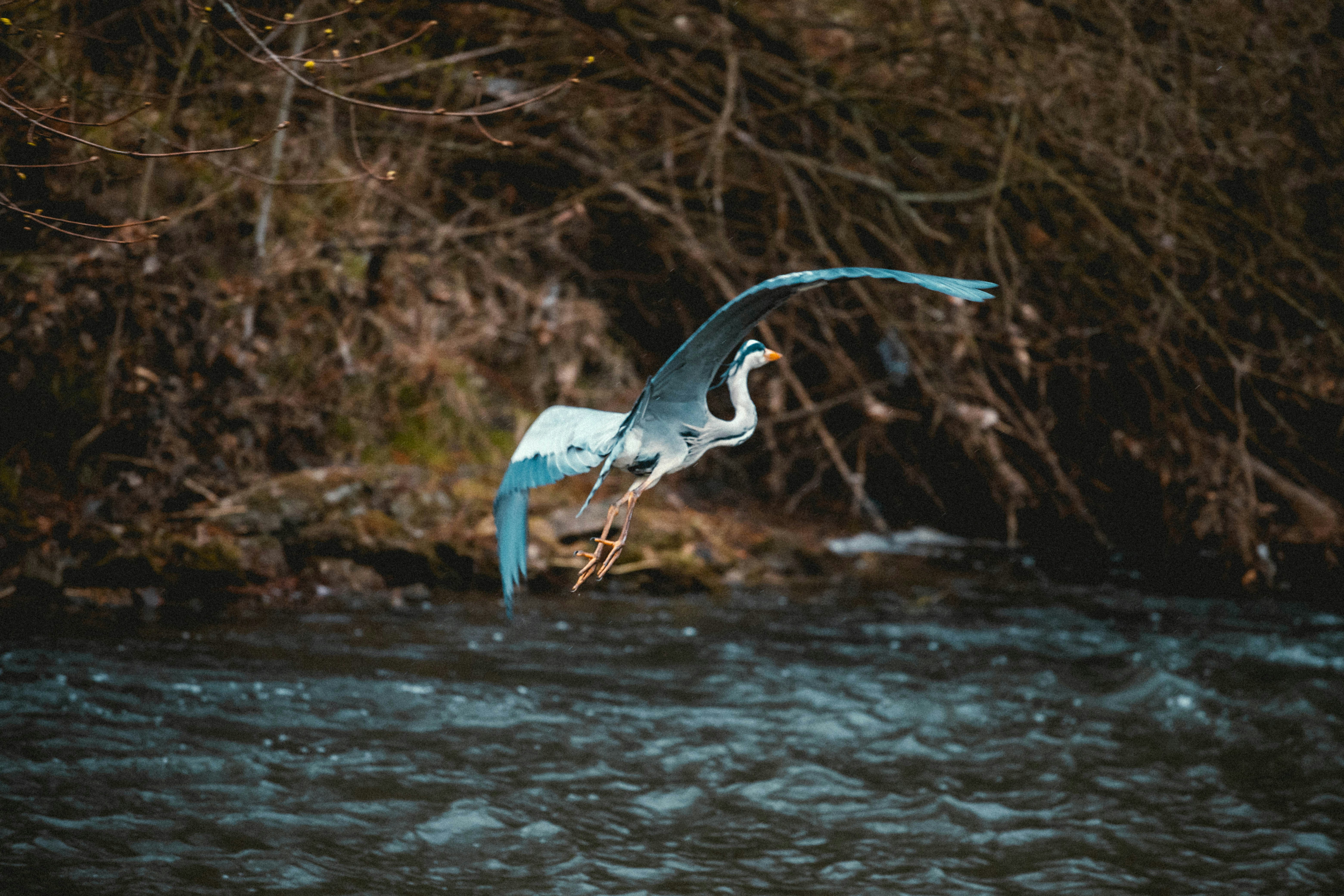 White and blue bird flying over the river during daytime photo – Free ...