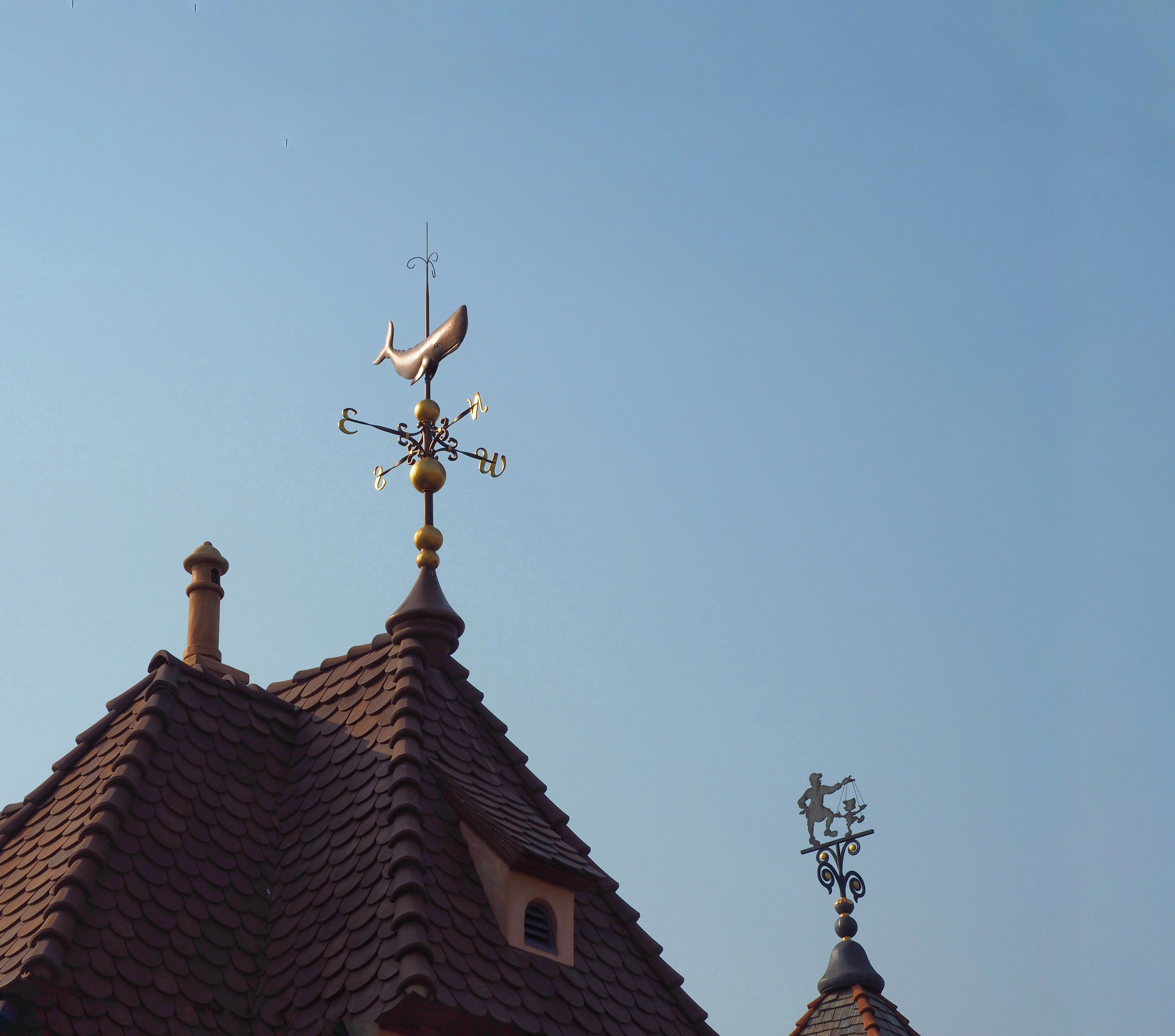 Pájaro blanco y negro volando sobre el techo marrón durante el día foto ...