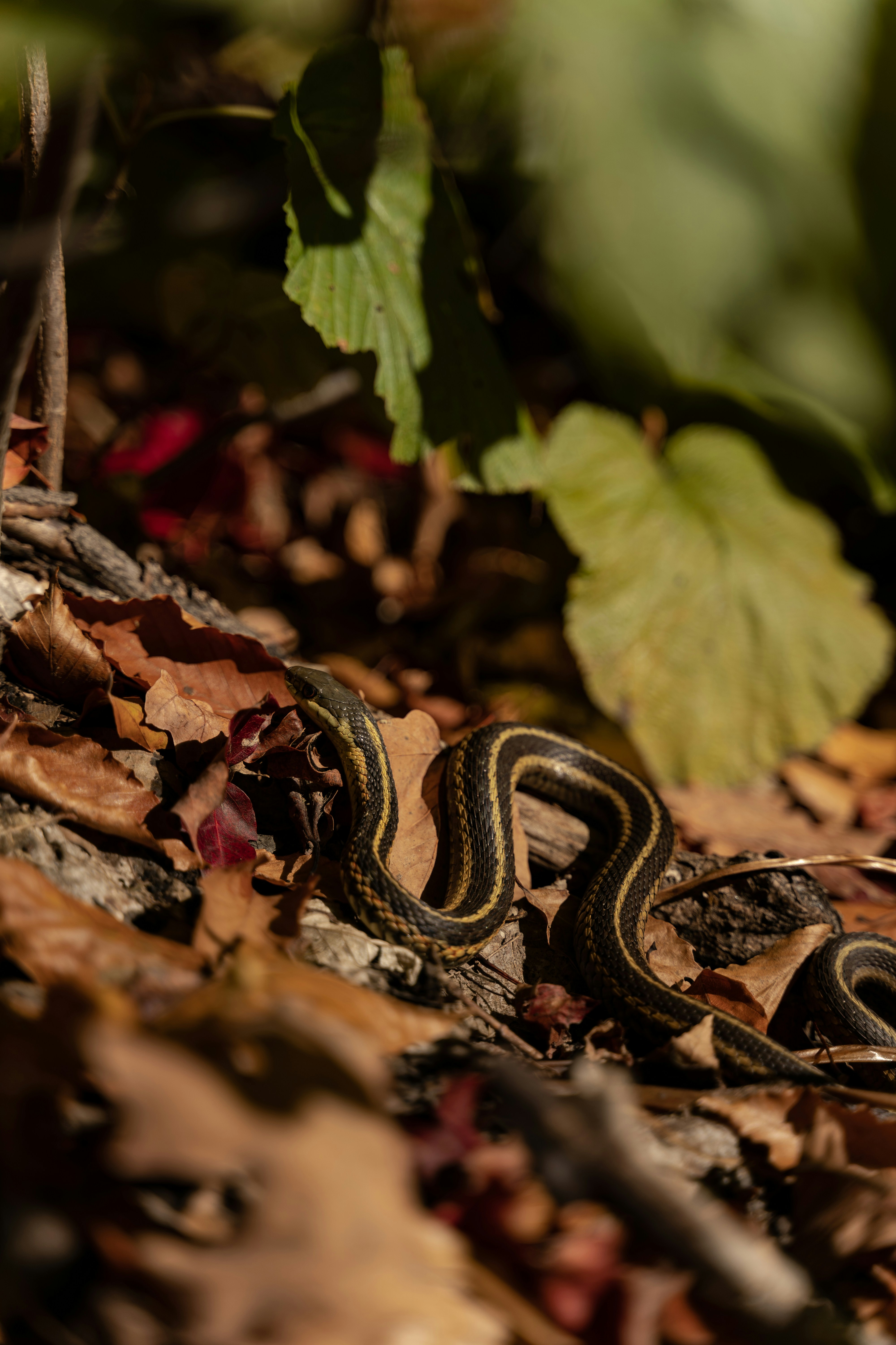 Autumn Thread: a garter snake winds through leaf-litter on the forest floor