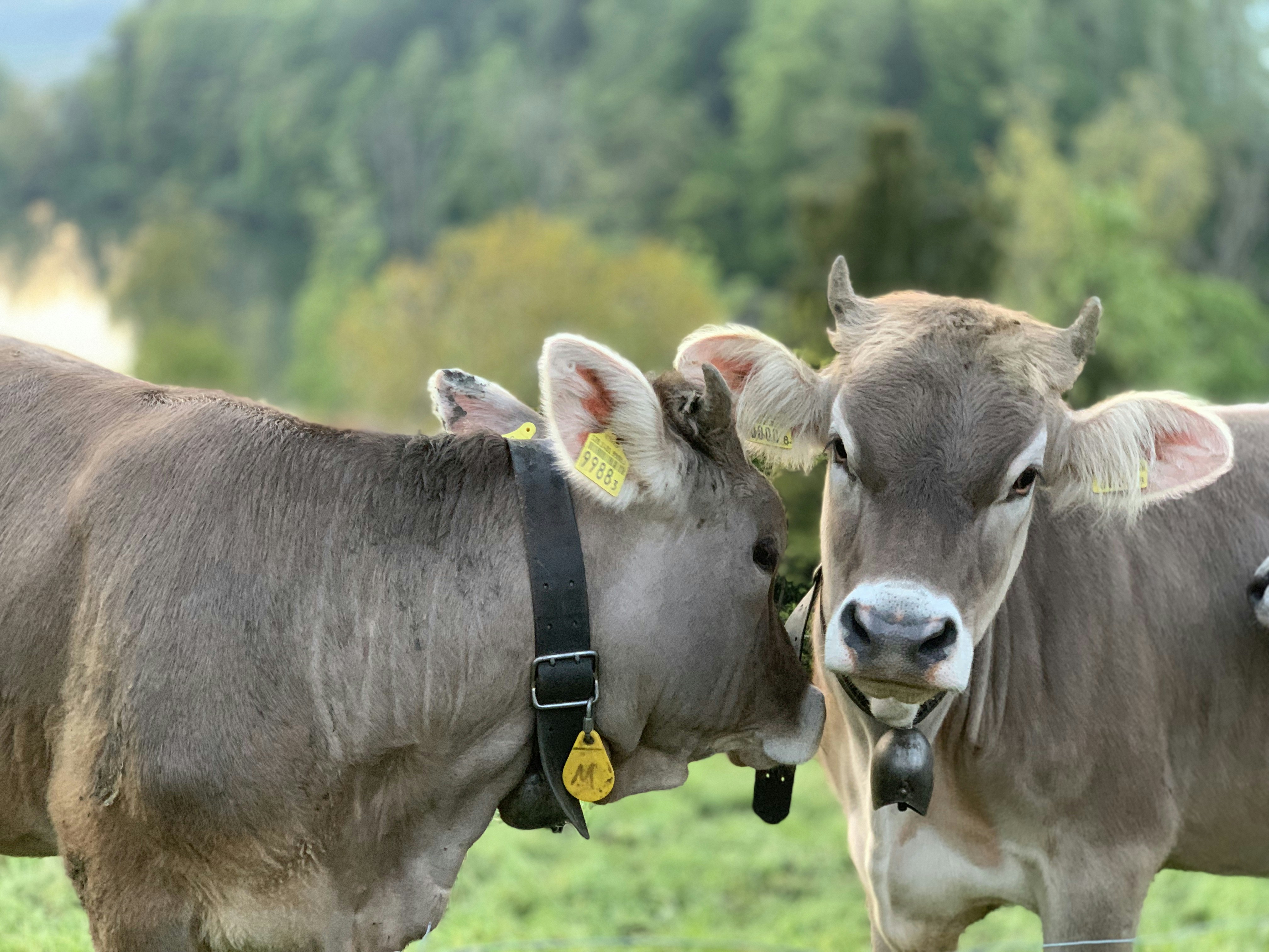 Two brown cows nuzzle closely in a lush green pasture, showcasing their friendly interaction against a backdrop of soft hills.