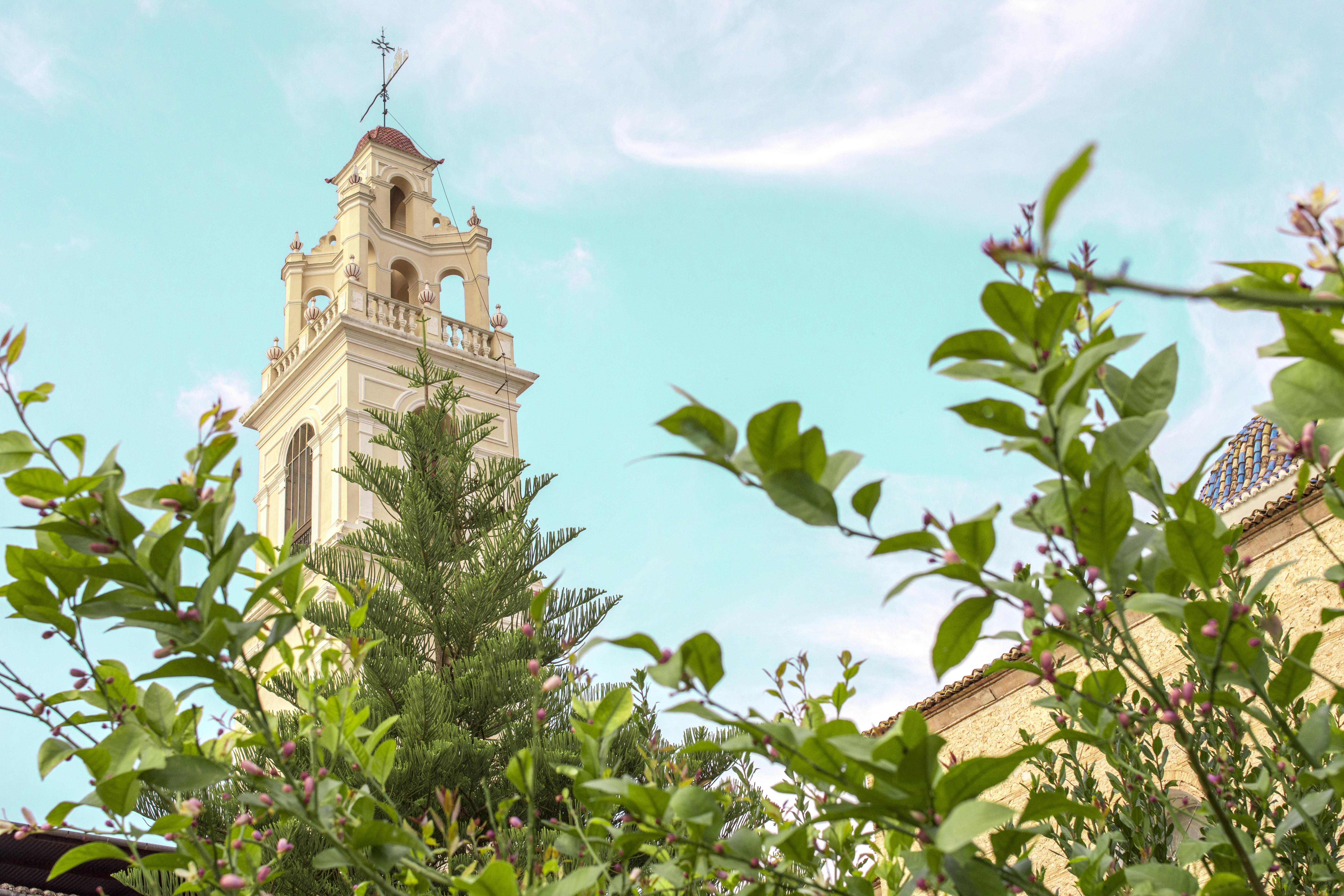 Lemon Tree Framing a Historic Bell Tower