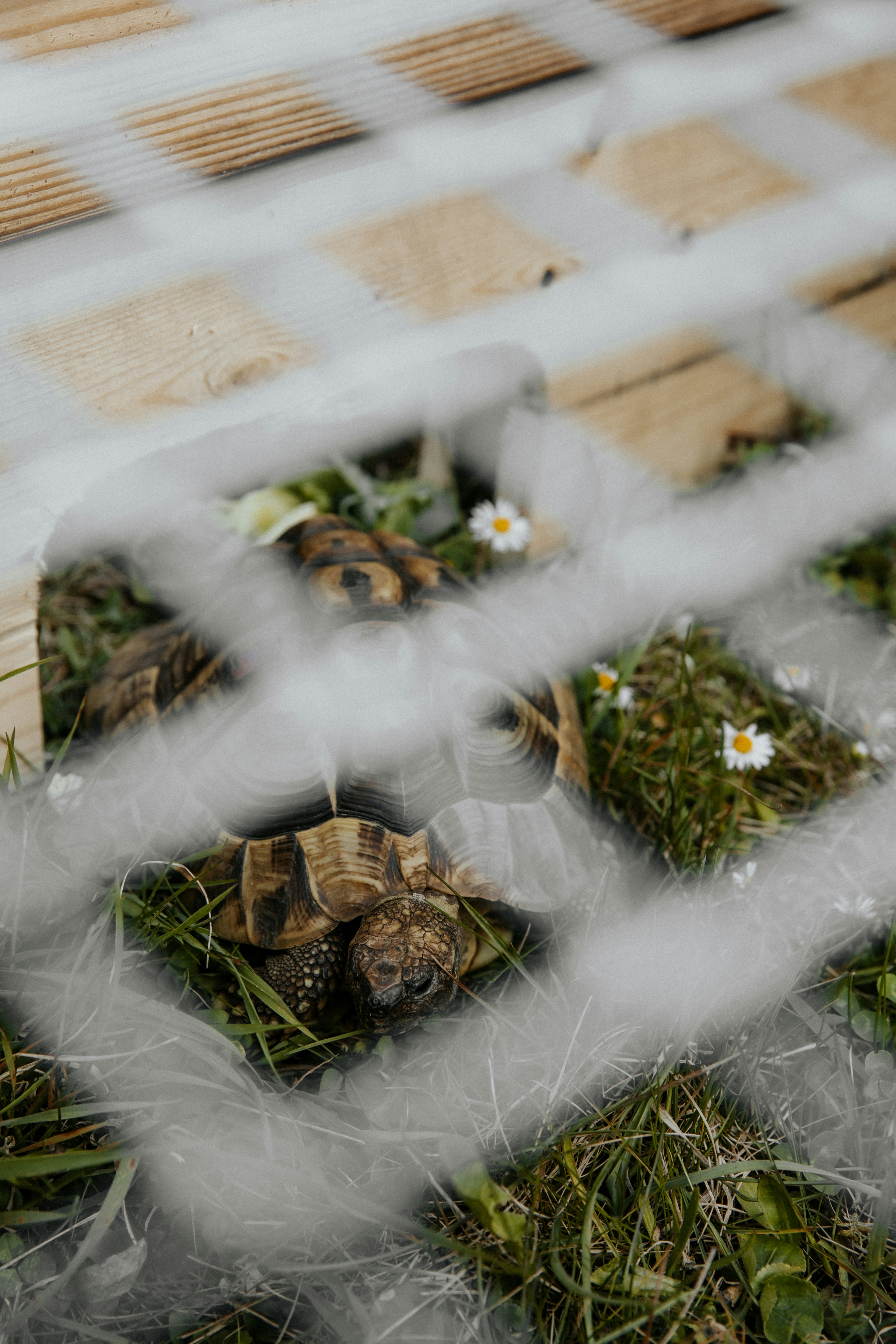Encased in Grasses: A Turtle Peeks Through Weaving Grains