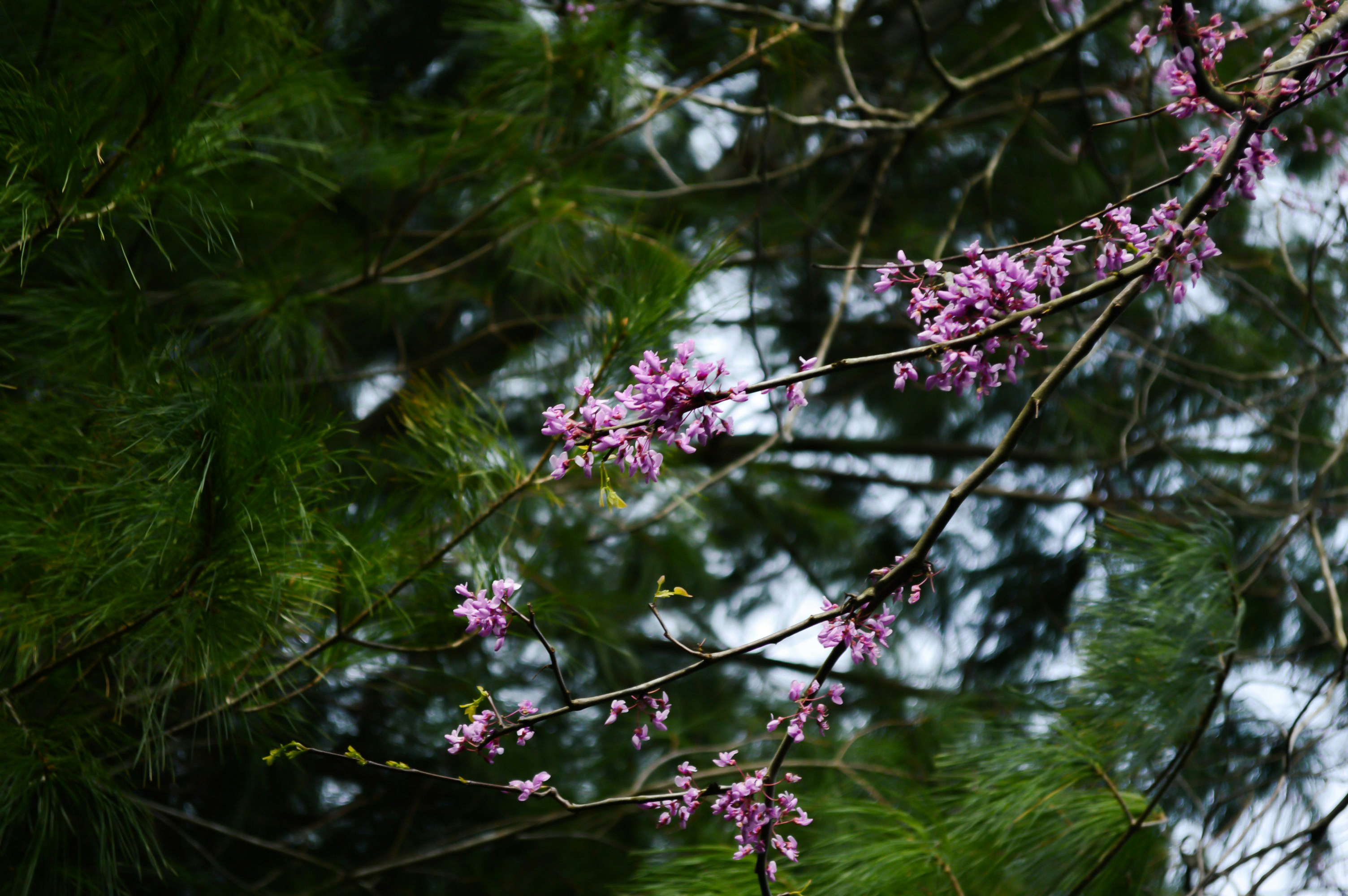 Delicate pink flowers bloom on slender branches, contrasting against a backdrop of lush green pine needles. The scene captures the essence of nature's renewal.