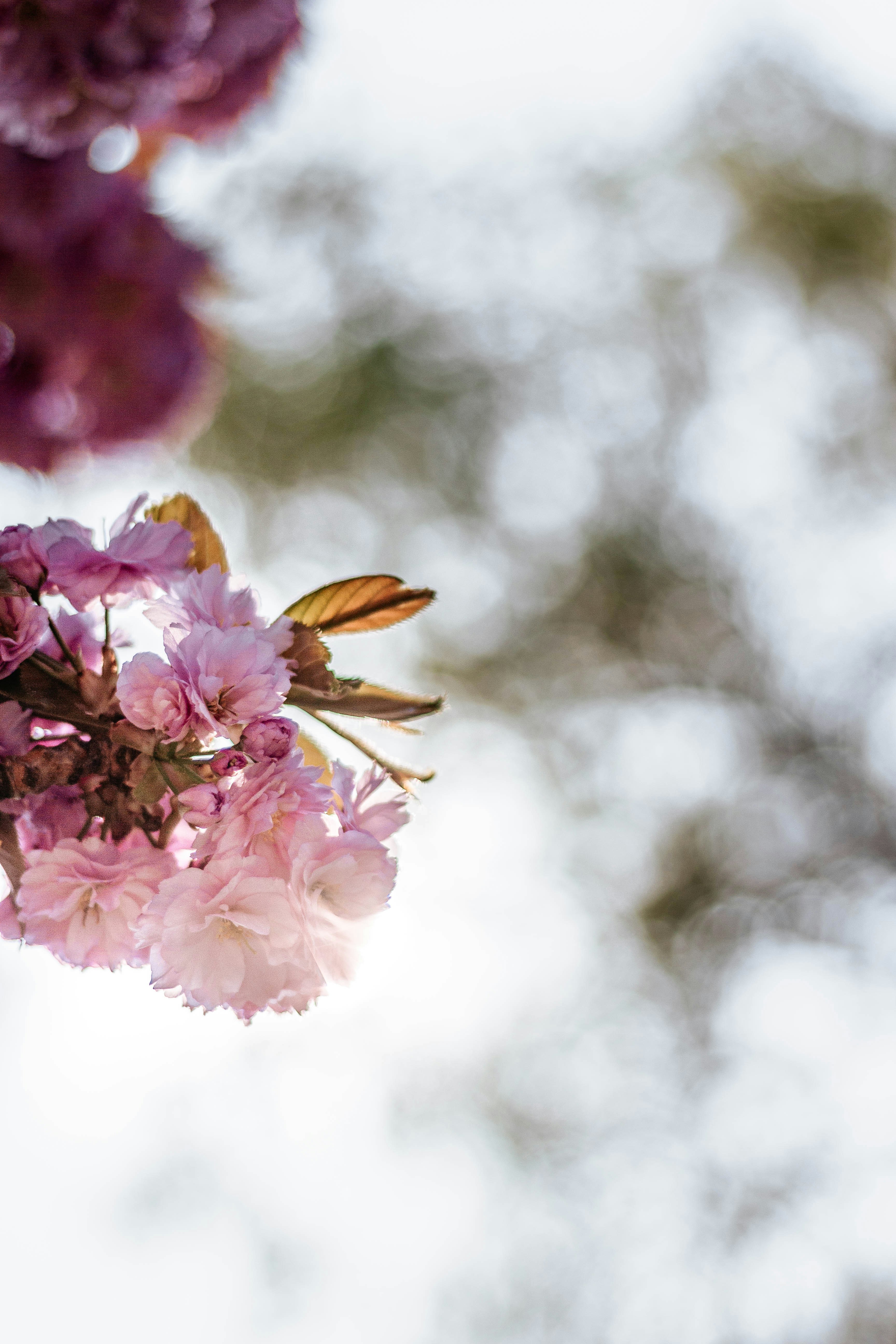Petal Portrait in a Backlit Bloom