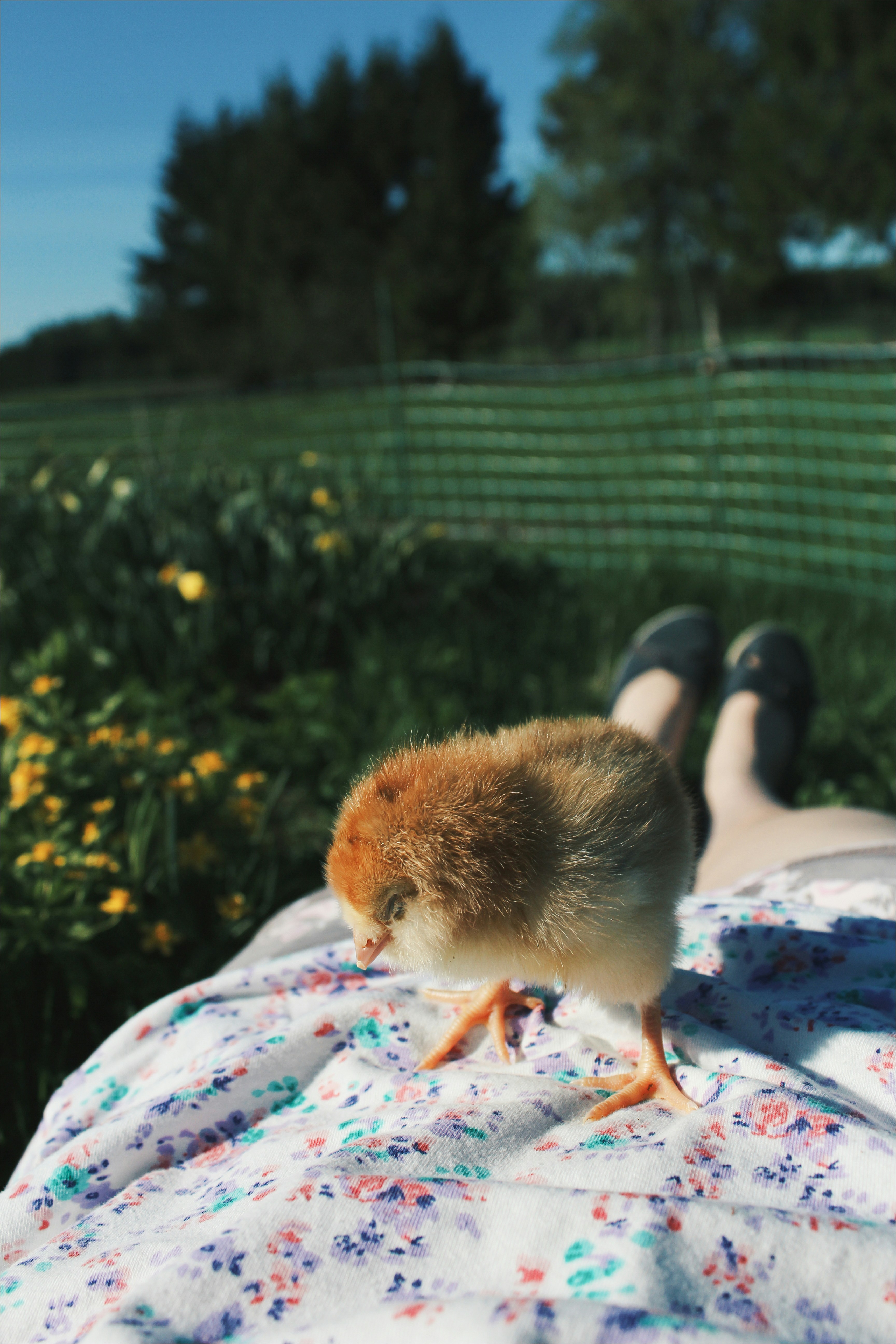 Sunlit Garden Interlude: A Tiny Chick on a Floral Lap