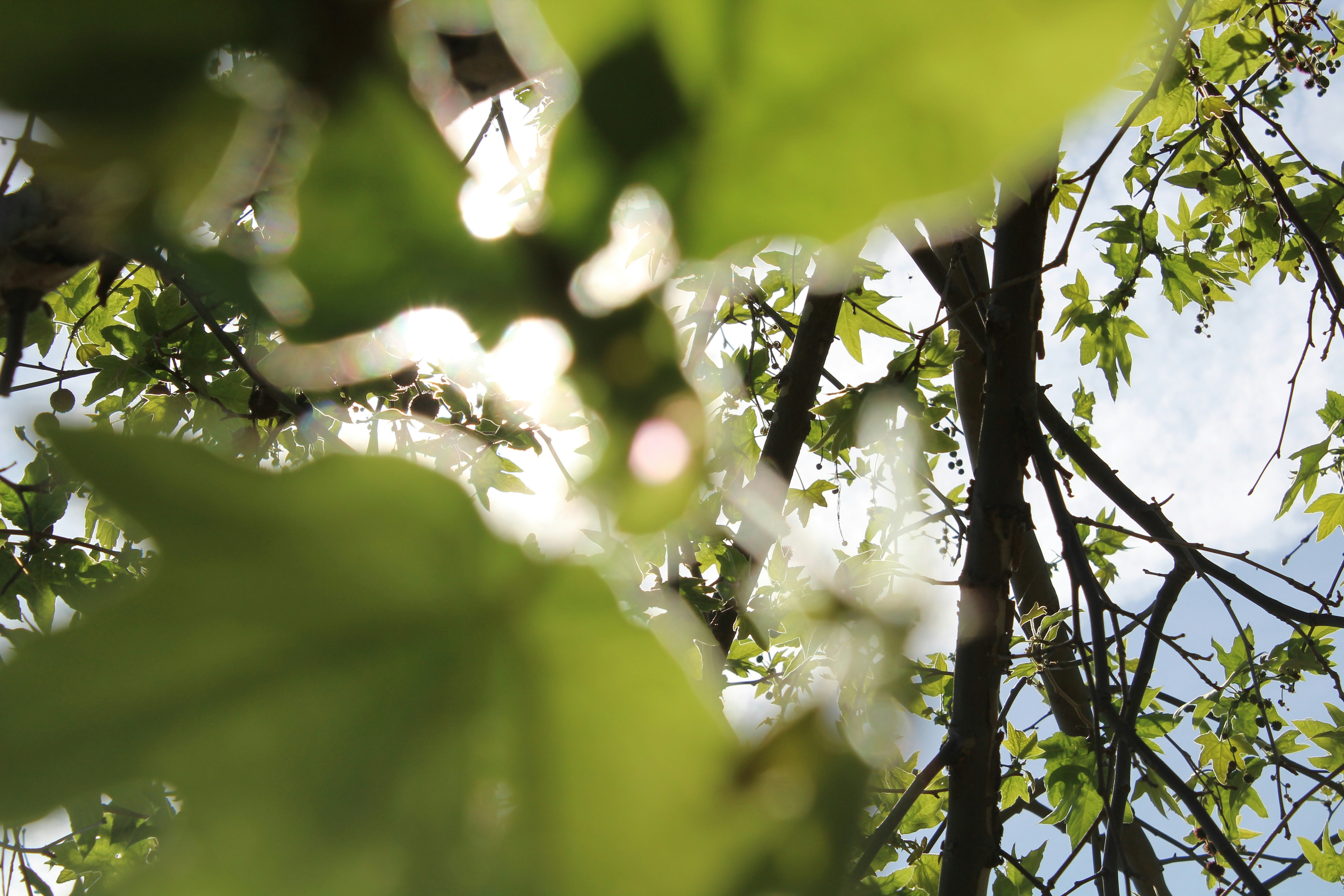 Sunlight filters through a vibrant canopy of green leaves, creating a serene interplay of light and shadow.