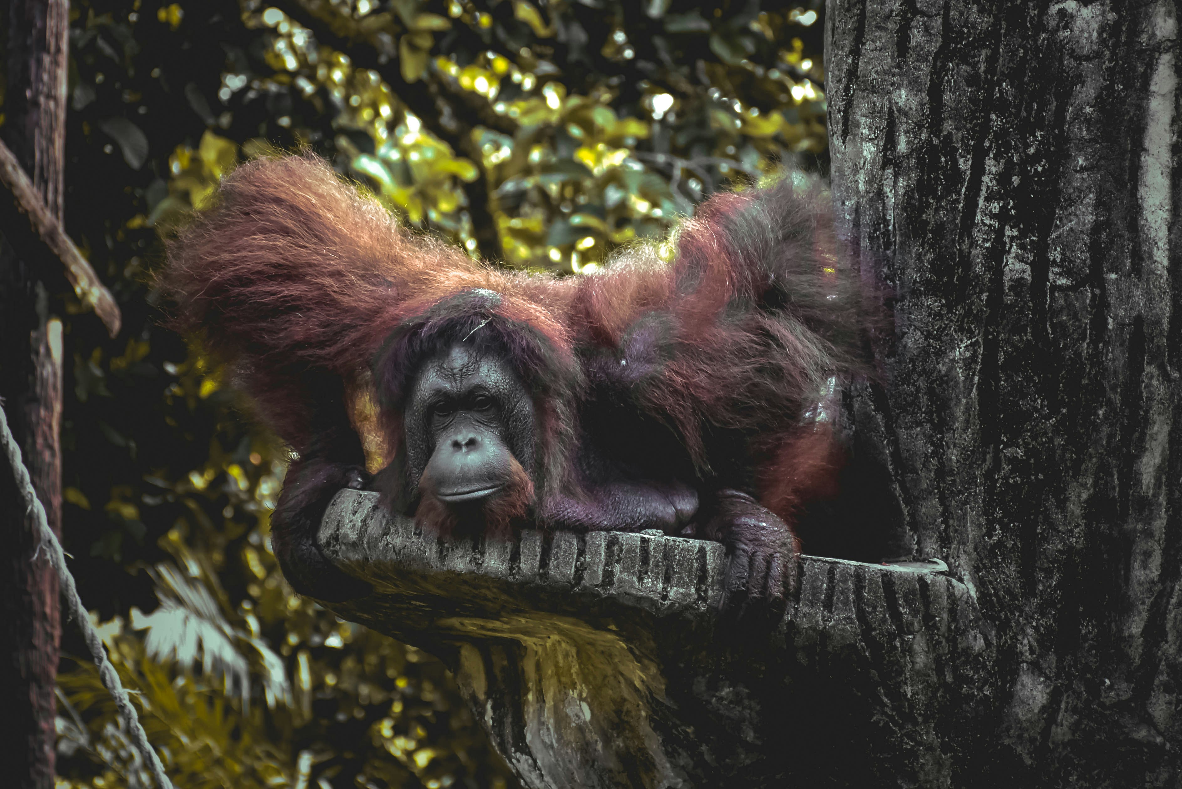 Orangutan's Quiet Pause in the Rainforest Canopy