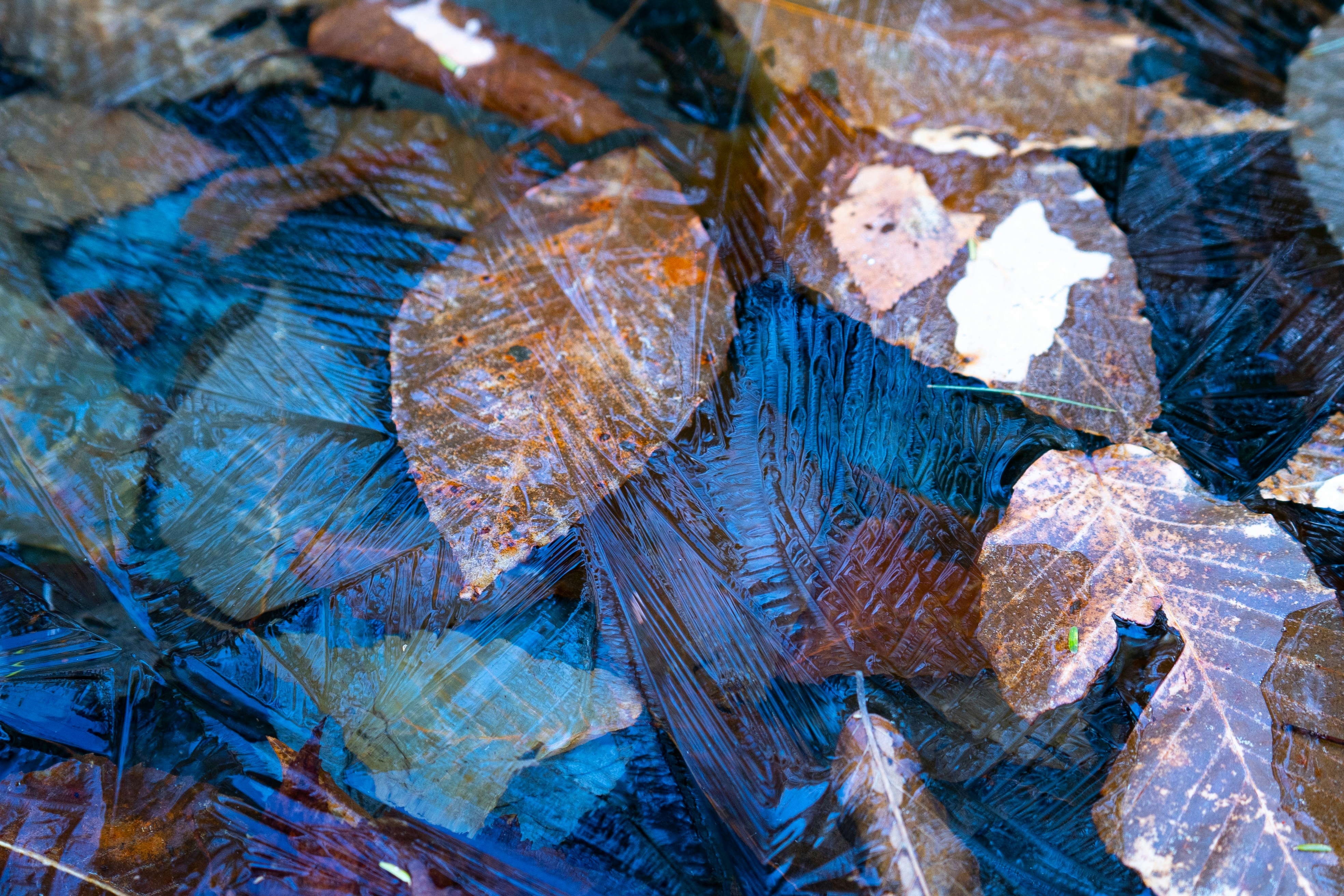 Frost Facets on Autumn Leaves: A Cyan-Brown Micro Landscape