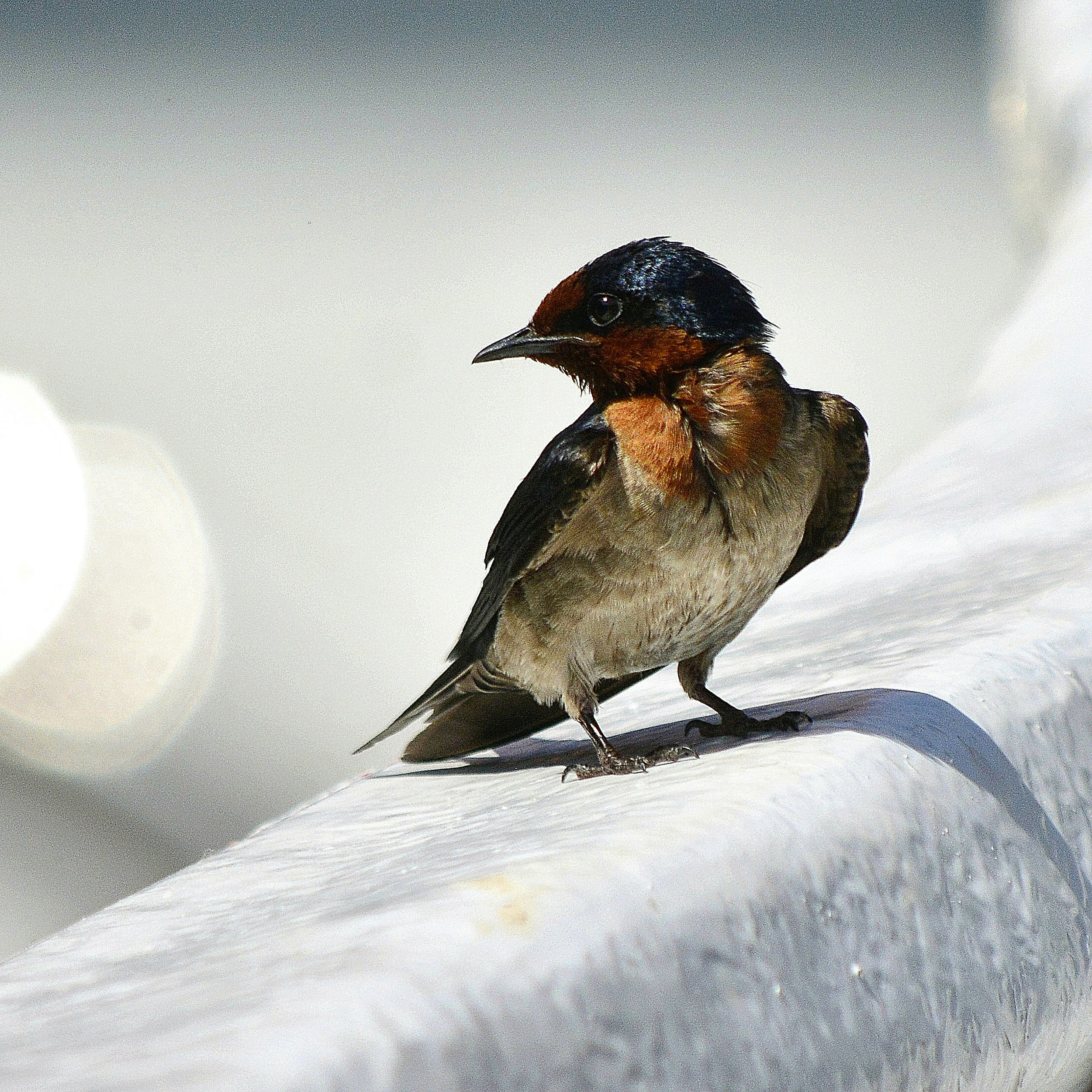 Rusty-throated Barn Swallow Perched on a Frosted Railing