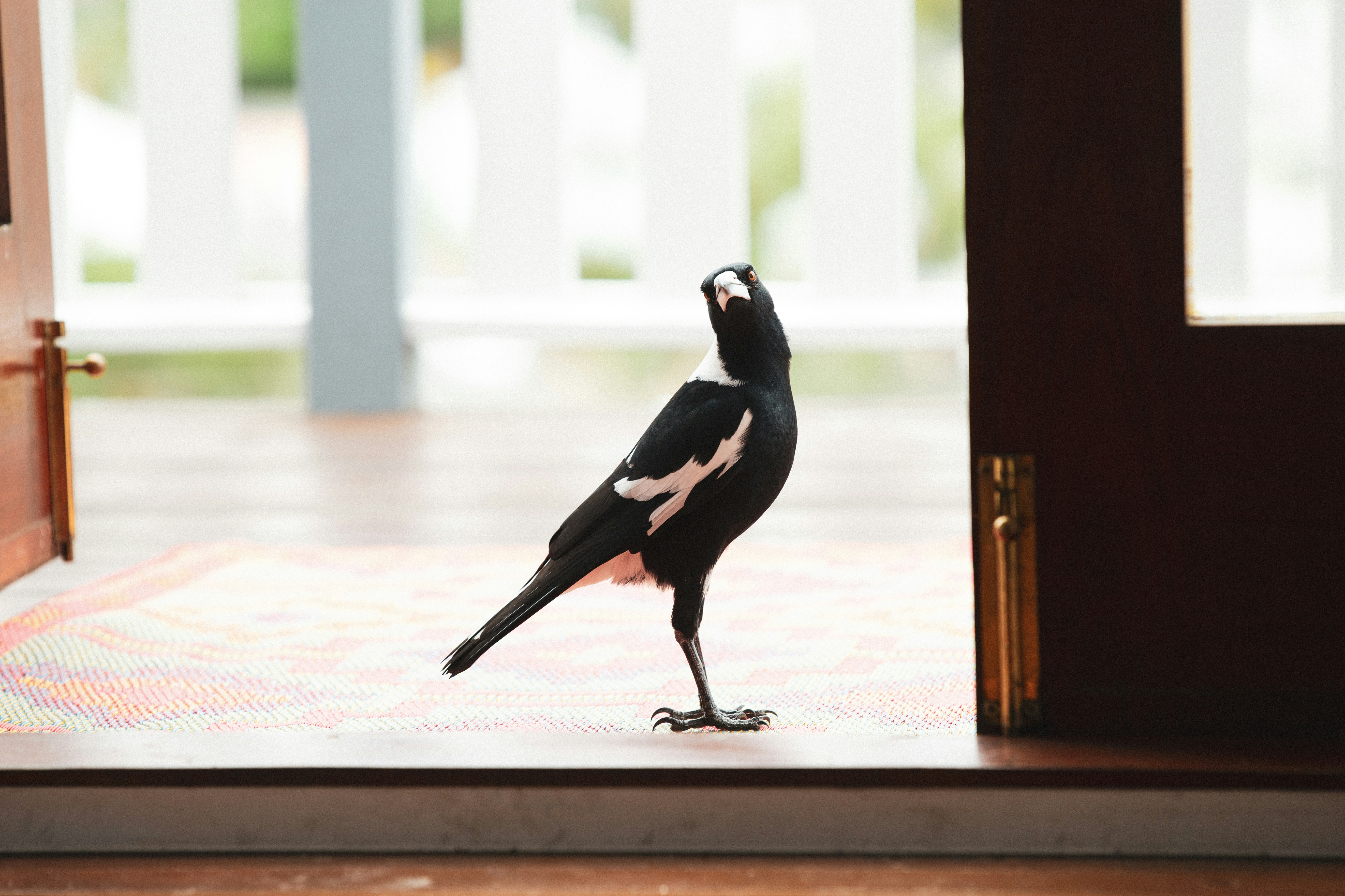 Threshold Watcher: A Magpie Pauses on Sunlit Porch