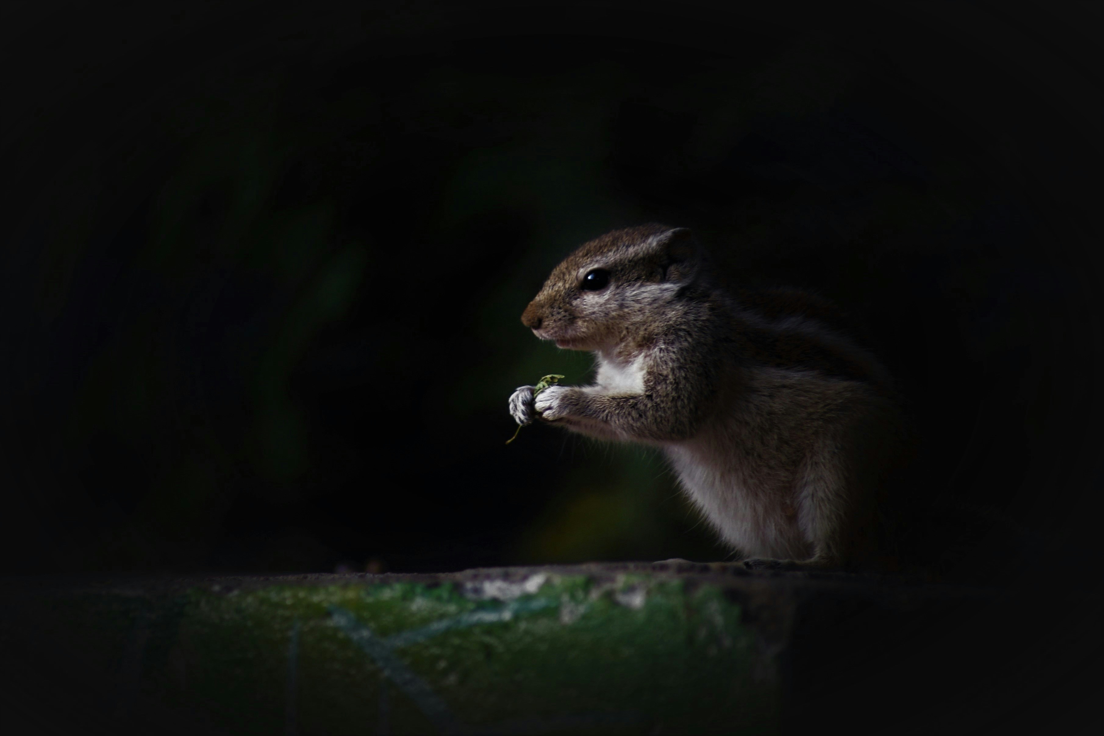 Midnight Snack at the Mossy Threshold: A Squirrel in a Narrow Spotlight