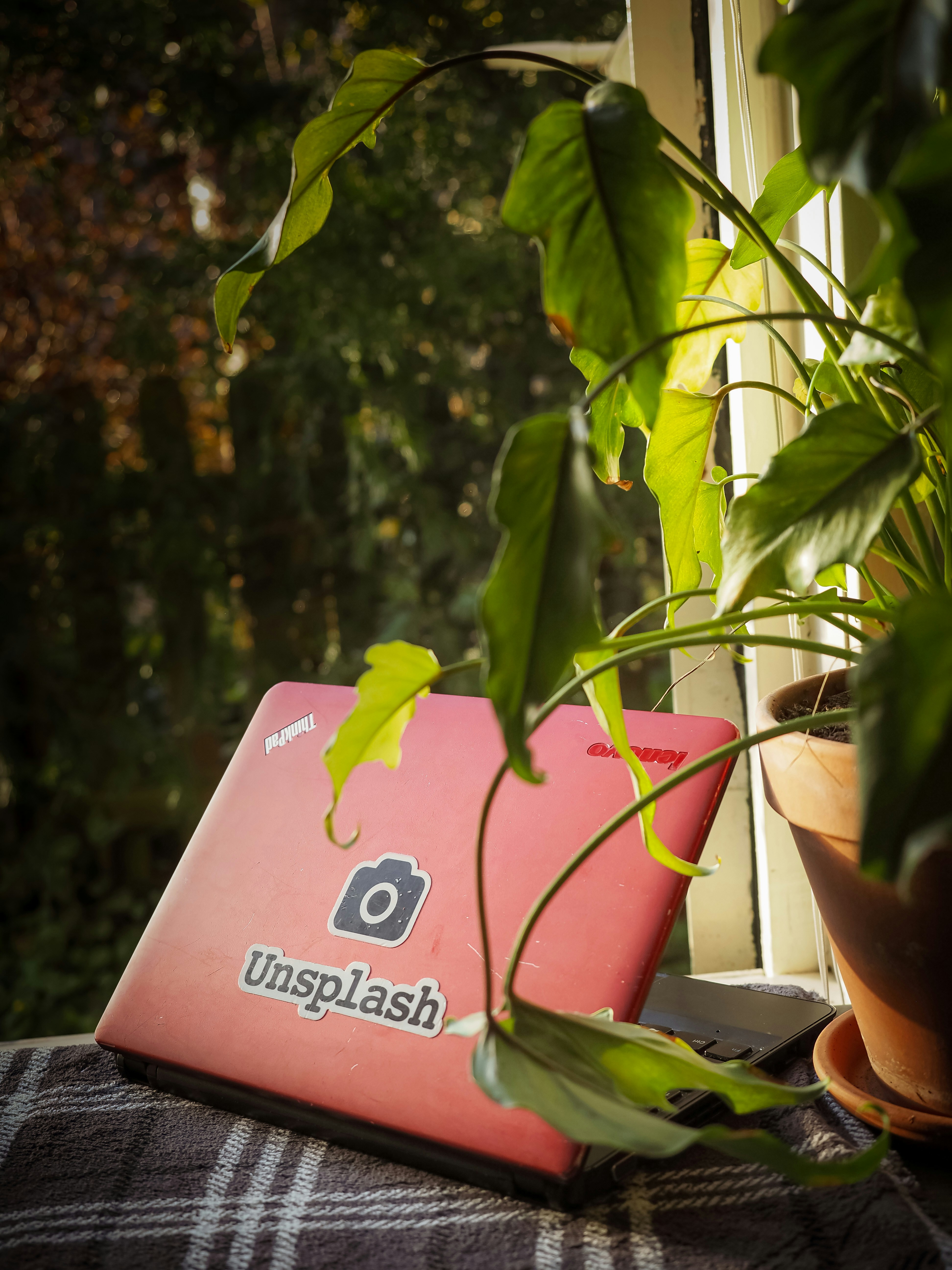 Sunlit laptop stickered with Unsplash sits among trailing leaves by a window