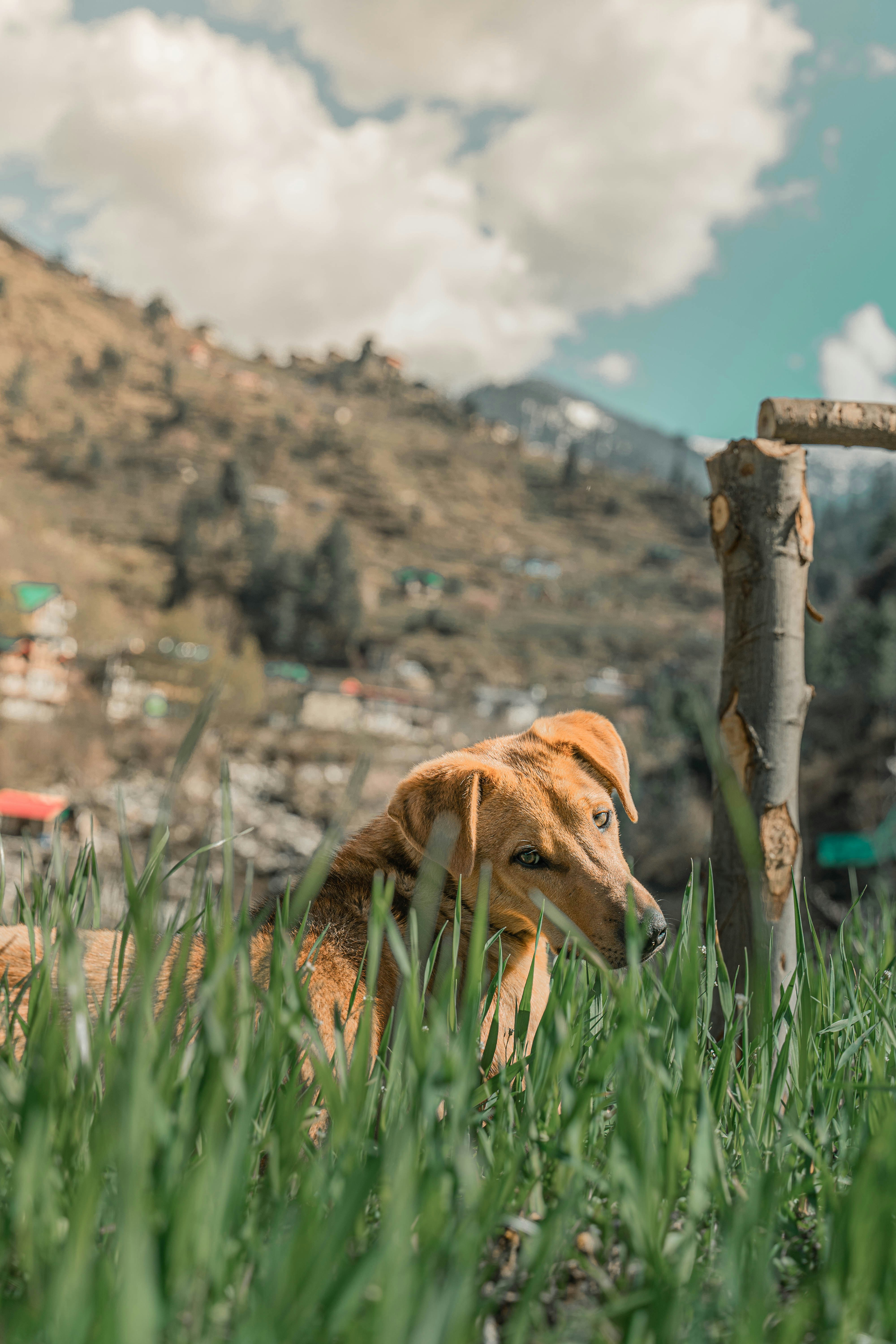 Golden Hound in Alpine Grass: Quiet Moment by a Weathered Fence