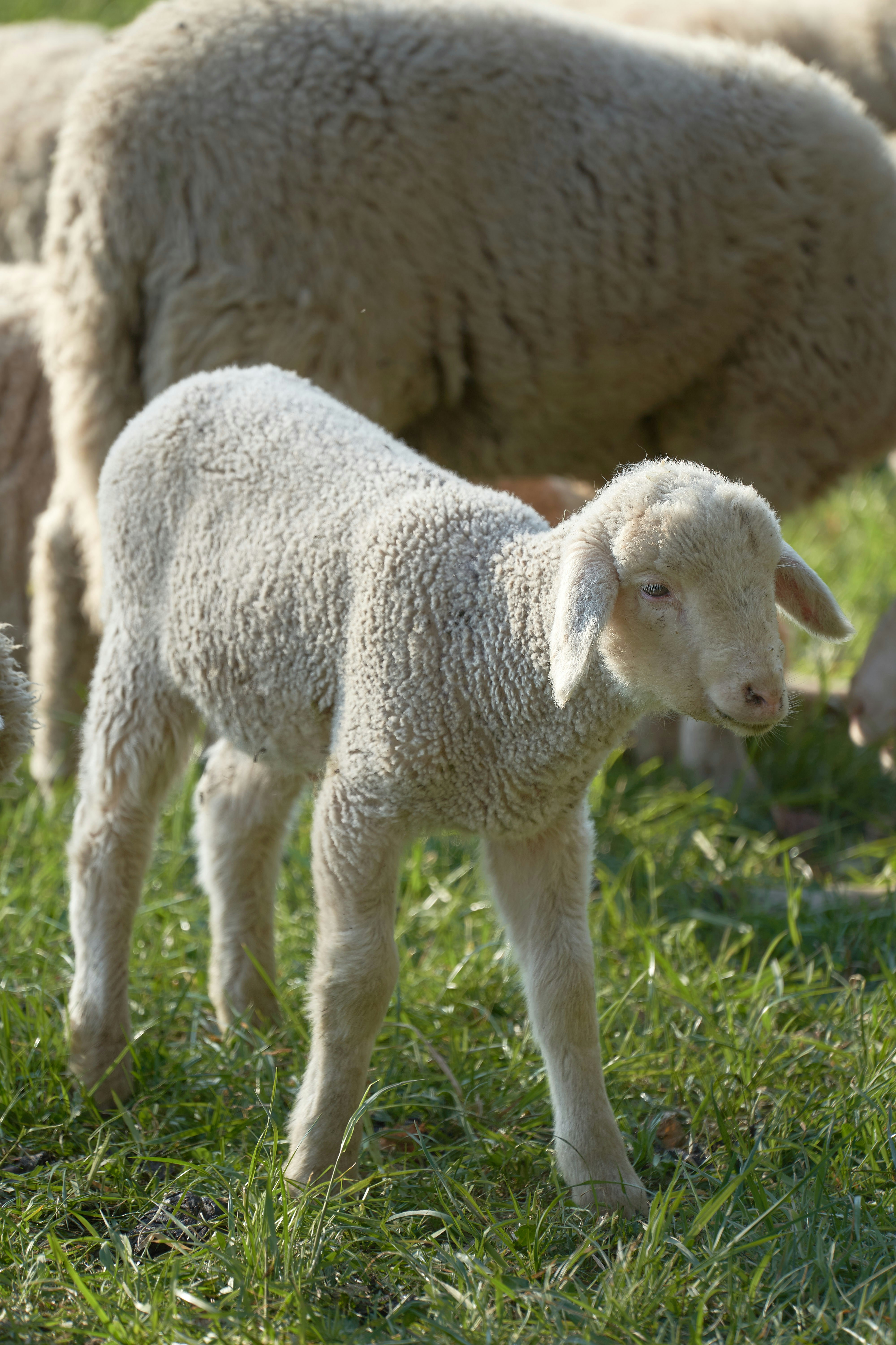 Easter lamb looking right 