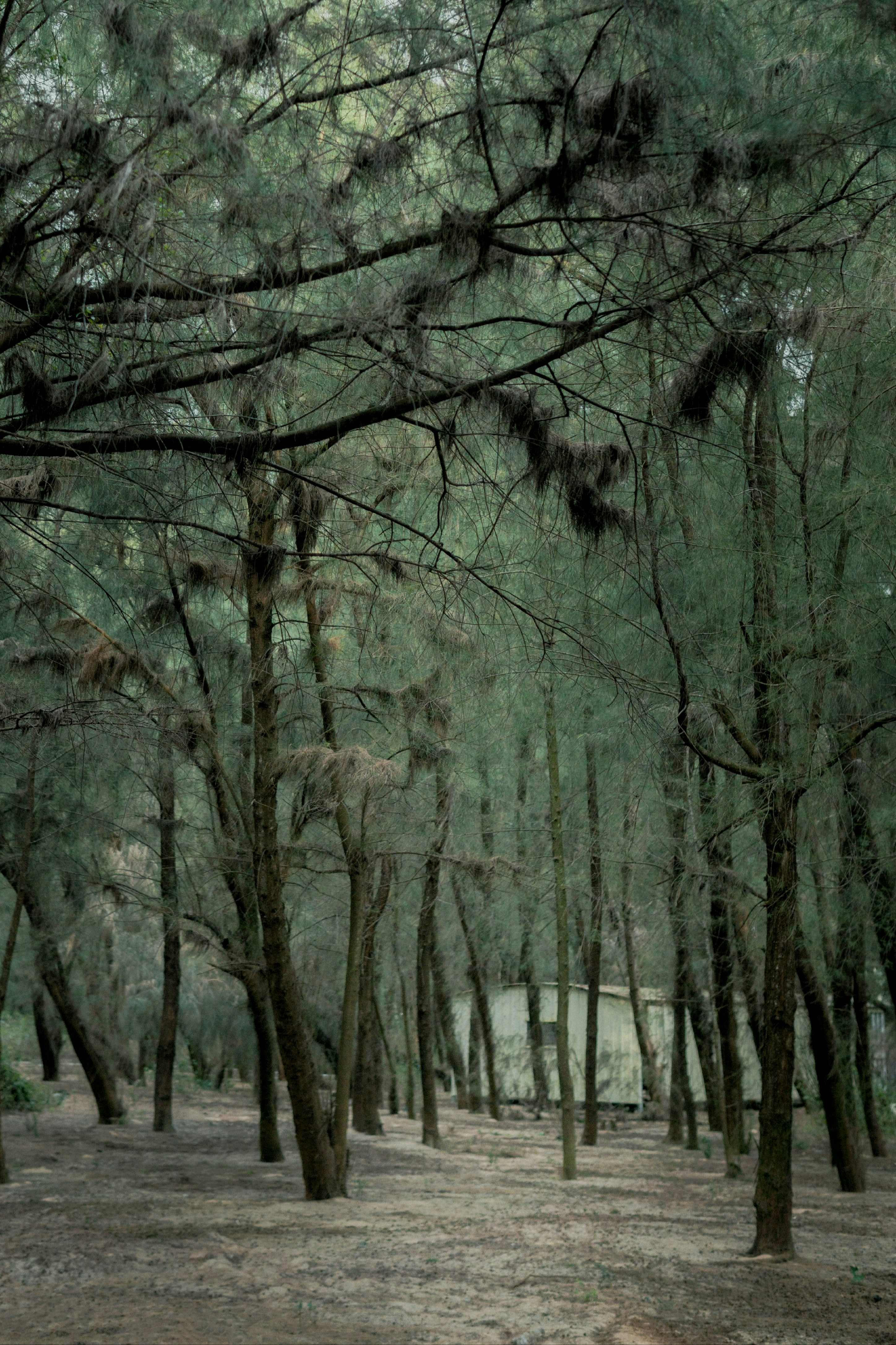 Dense forest of tall, slender trees shrouded in soft green hues, with a faint structure partially visible in the background. The scene evokes a sense of mystery and tranquility.