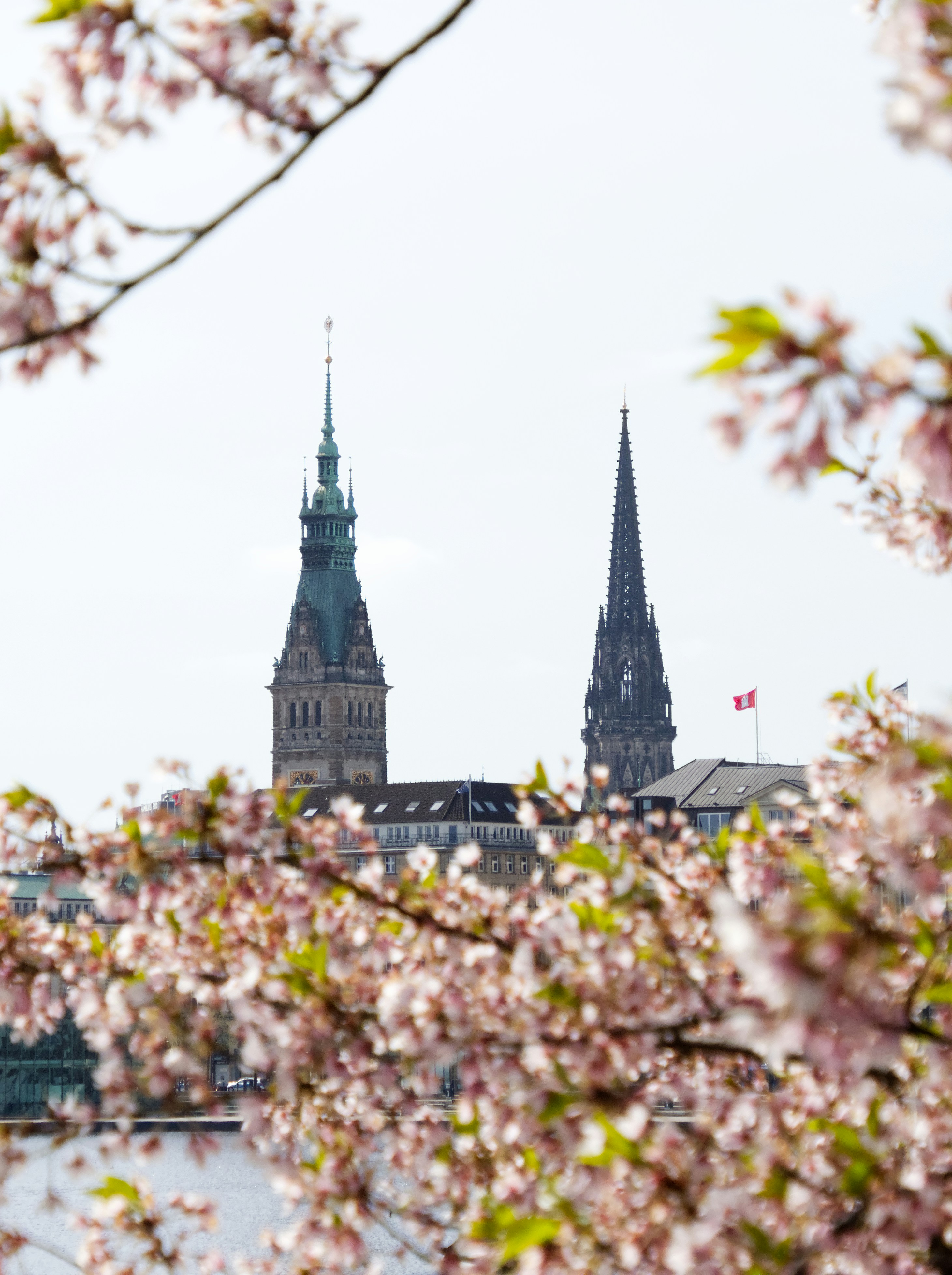 Cherry blossoms with view on the Hamburg Town Hall and the church St. Petri