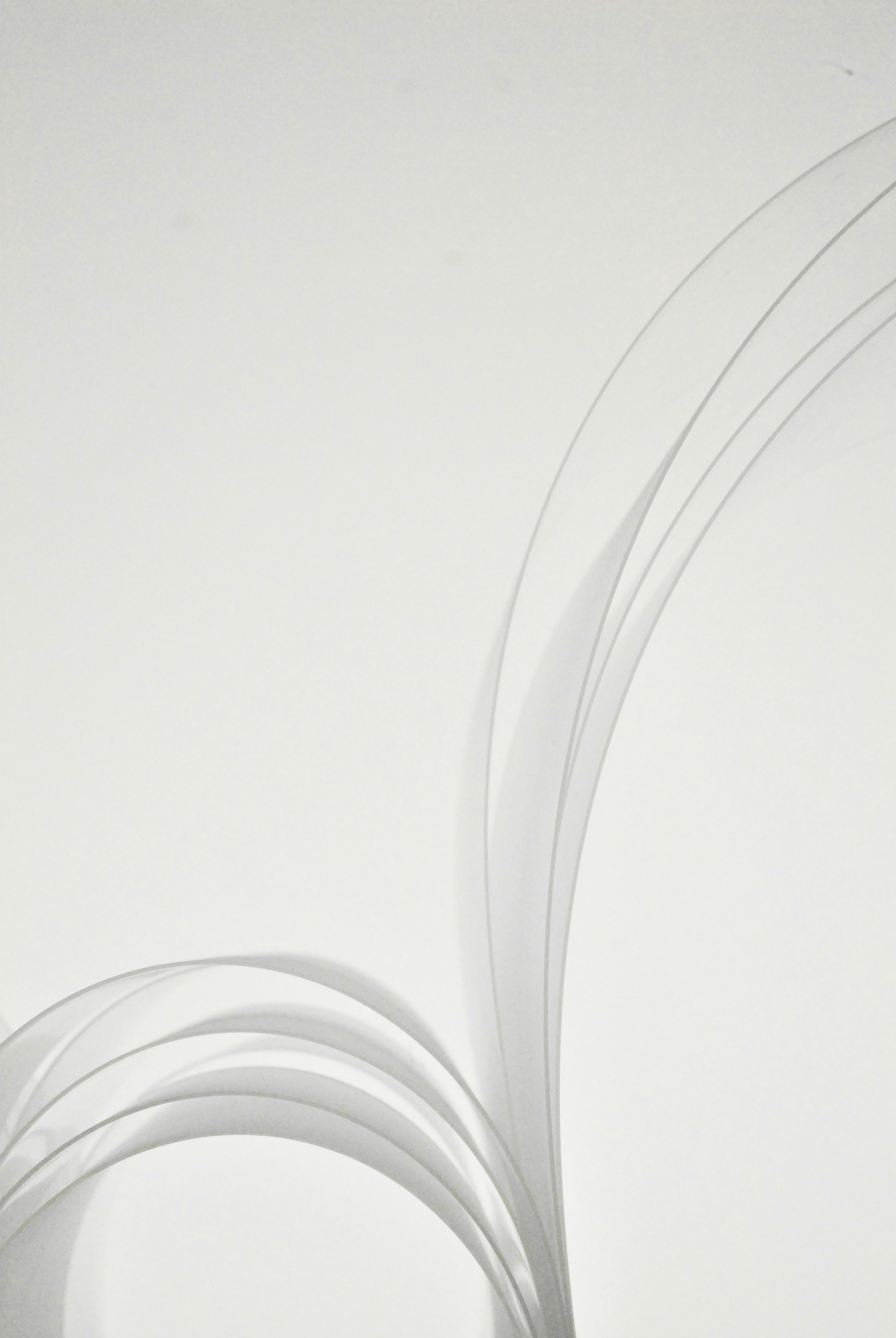 Translucent curves gracefully intertwine against a minimalist background, creating a soft interplay of light and shadow.