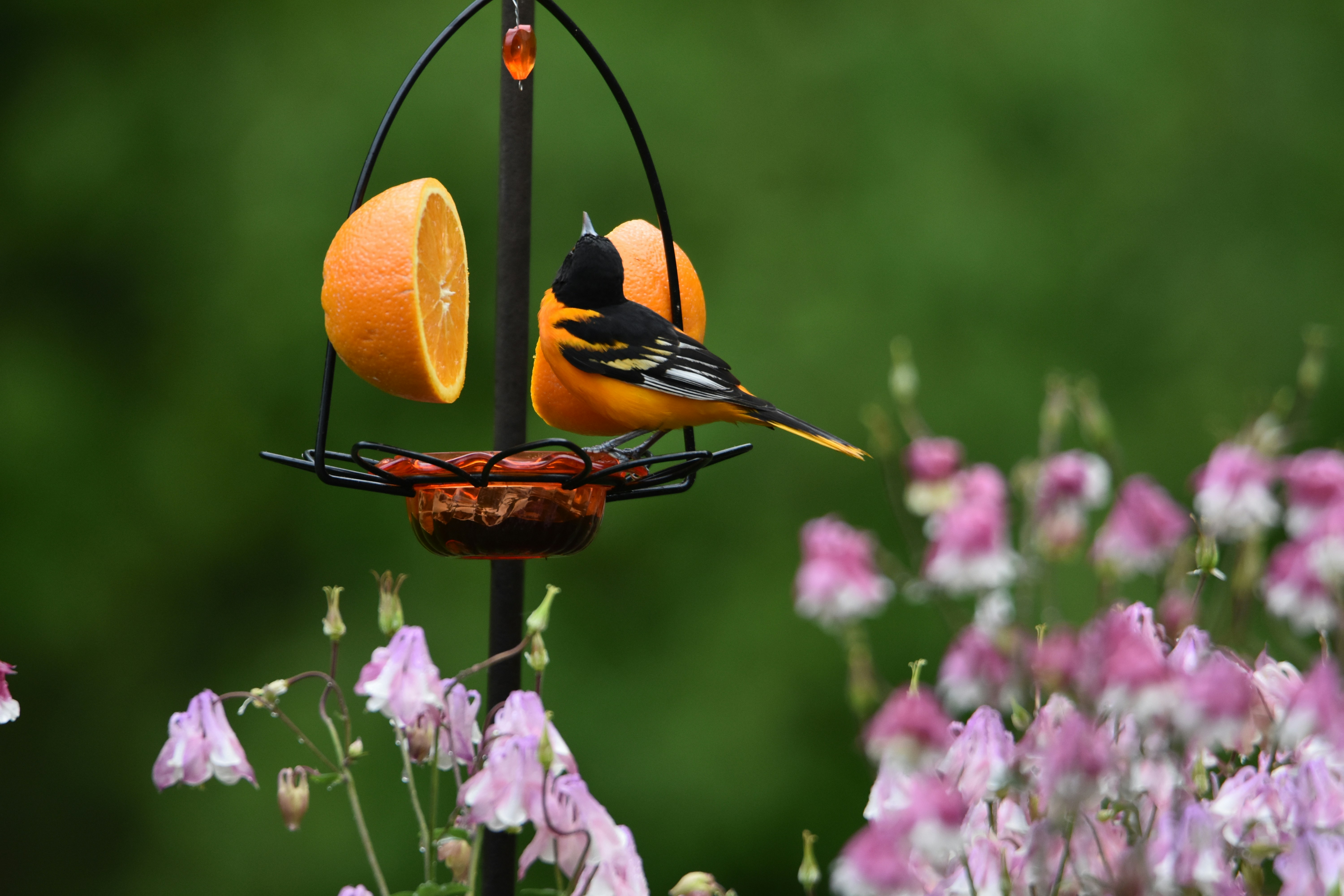 Oriole, Orange, Oranges, Fruit, Feeder, Bird, Flowers, Pink, Jelly