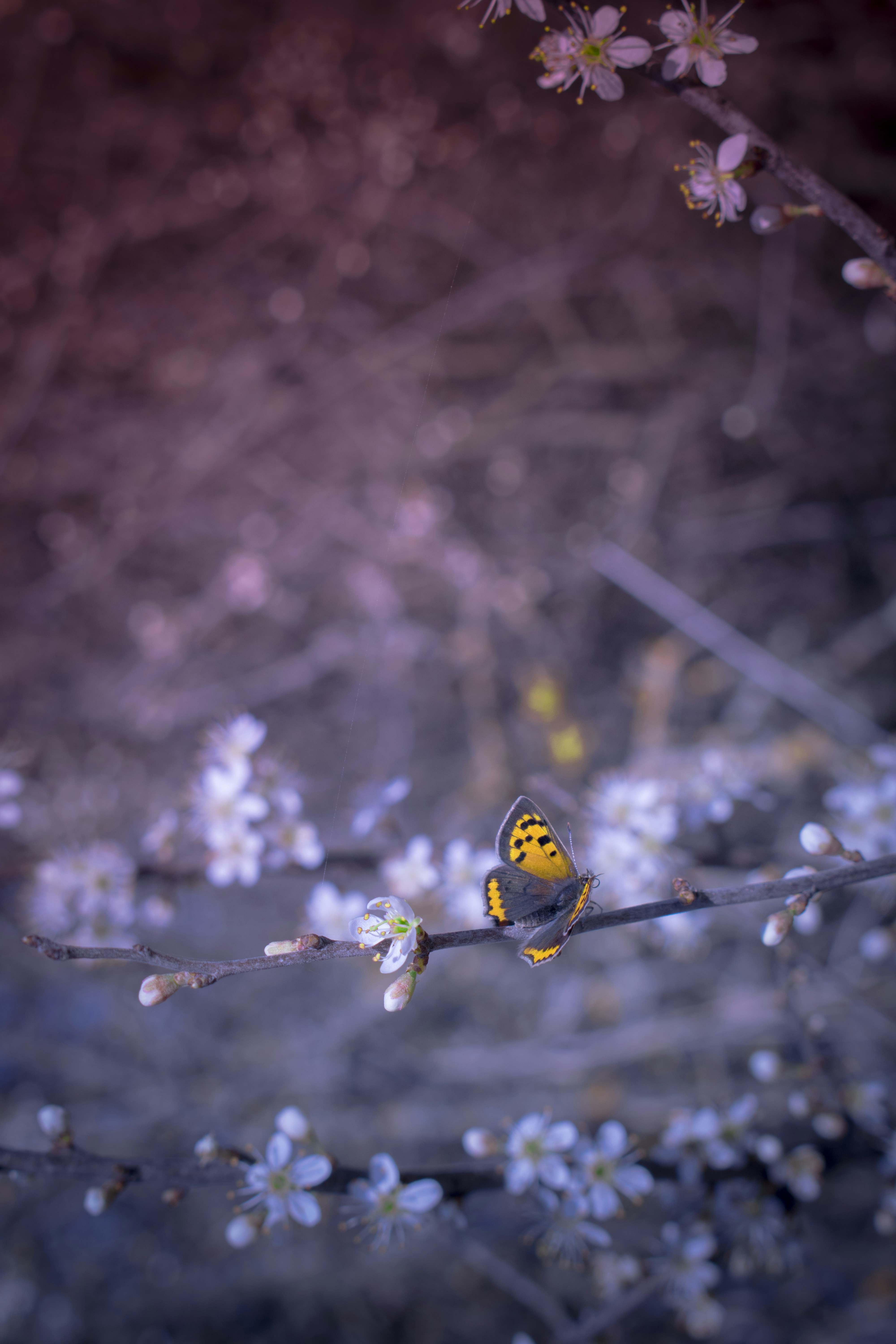 Amber Wanderer on a Plum Blossom Branch
