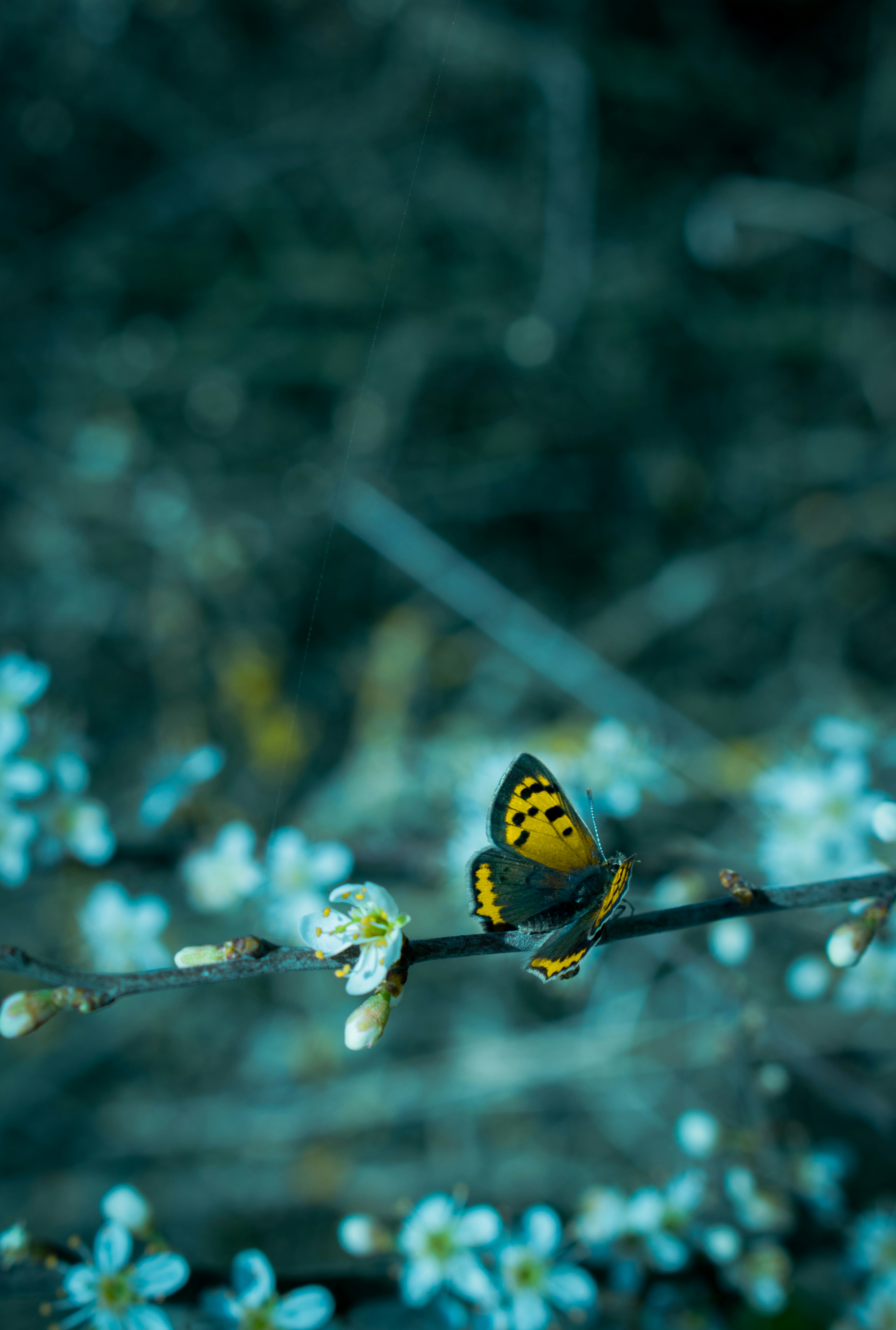 Winged Contrast on a Teal-Blue Blossom Branch