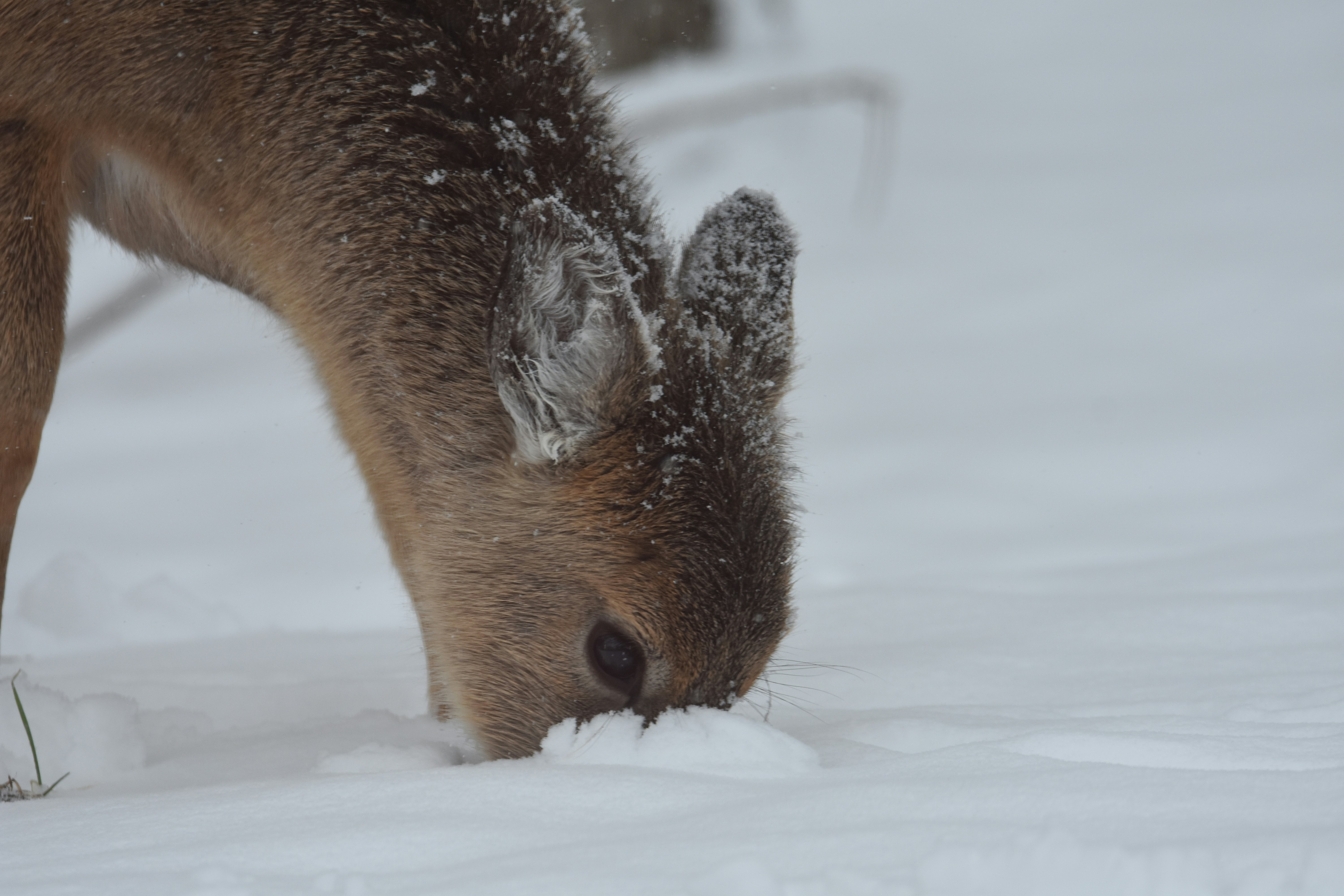 Deer foraging in a snowy landscape, nose buried in the snow as it searches for food.