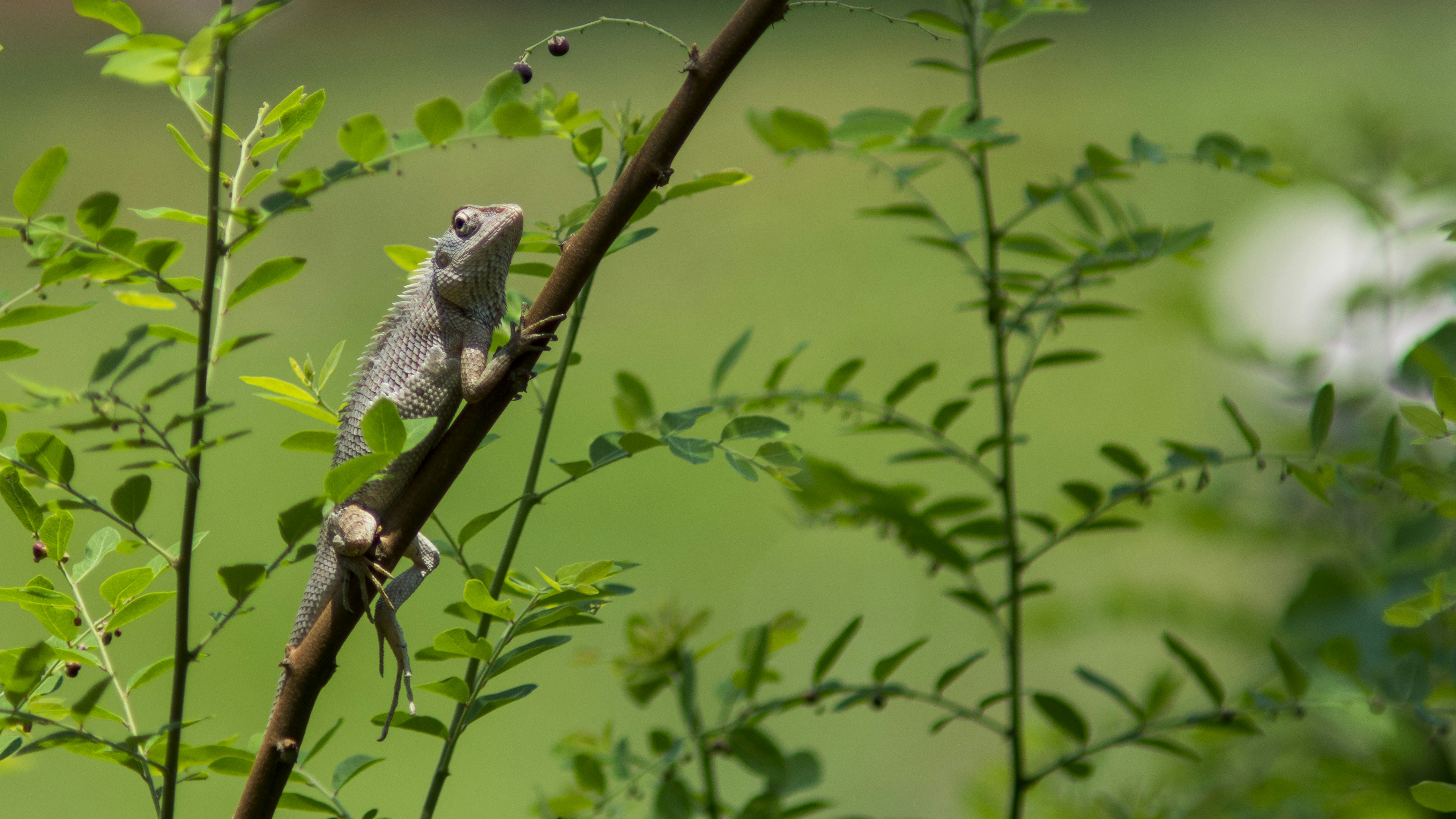 Verdant Perch: A Lizard on a Sunlit Branch