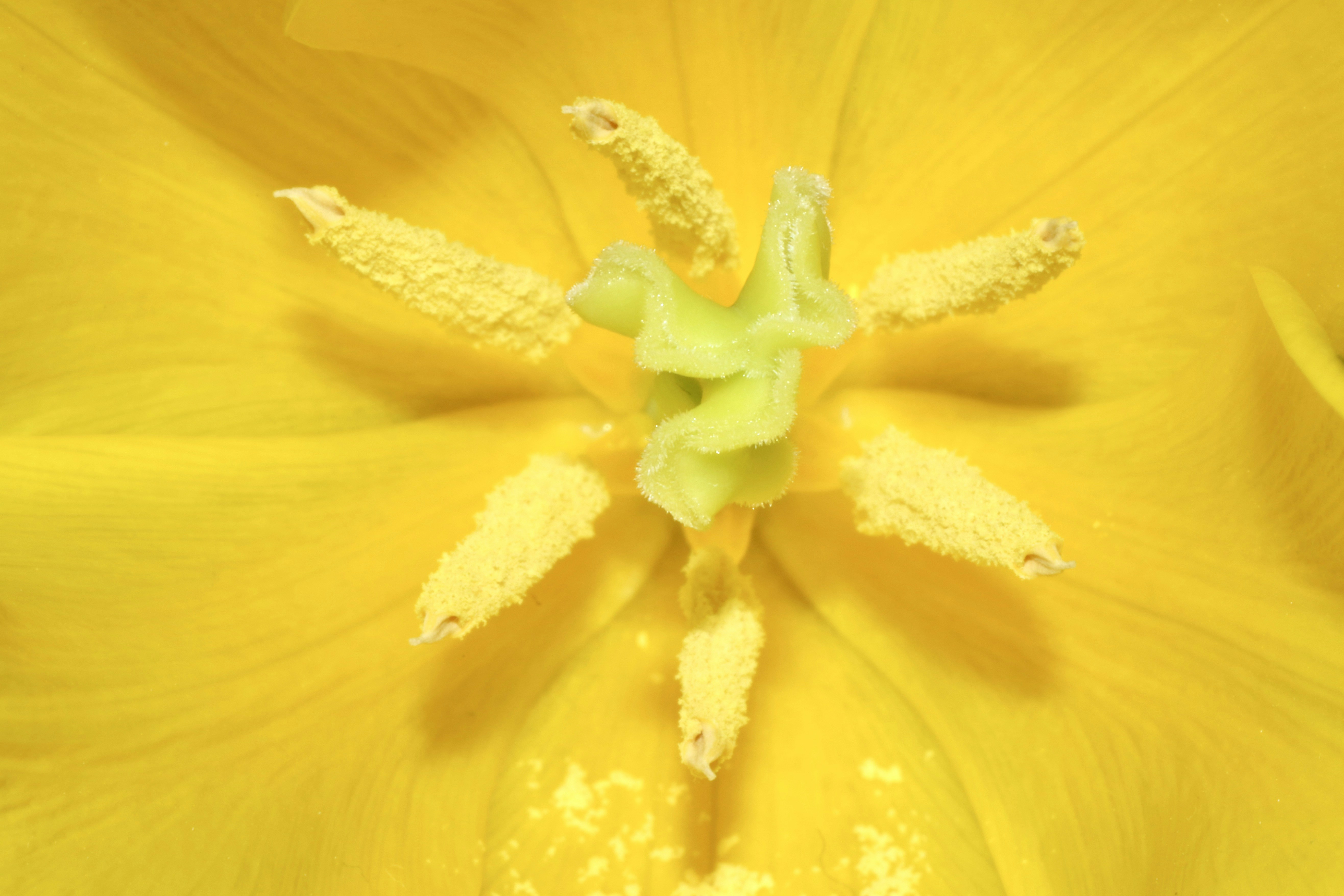 Close-up of a yellow tulip's stamen and pistil, showcasing intricate details and vibrant colors.