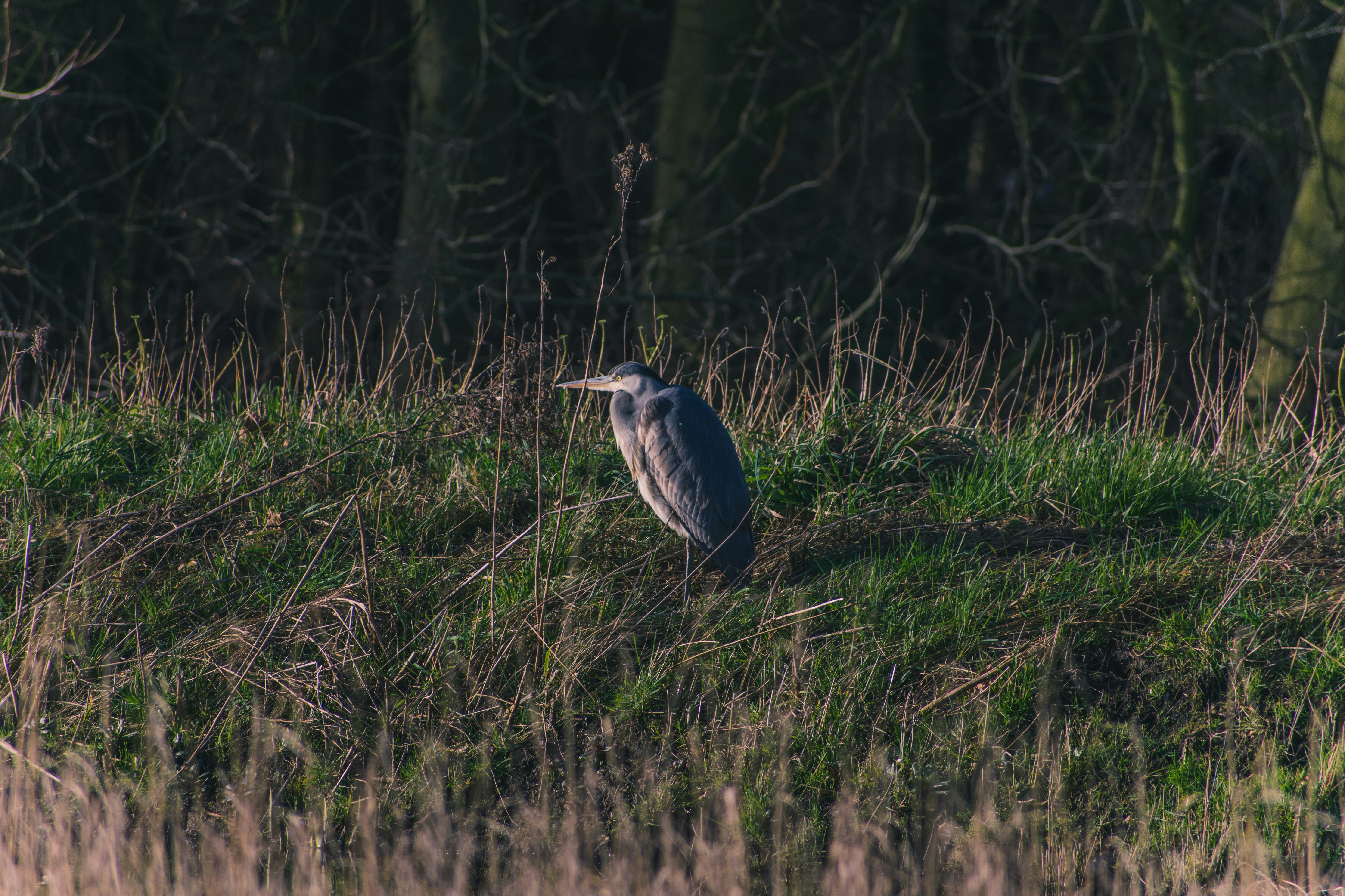 Silent Heron on the Field at Dusk