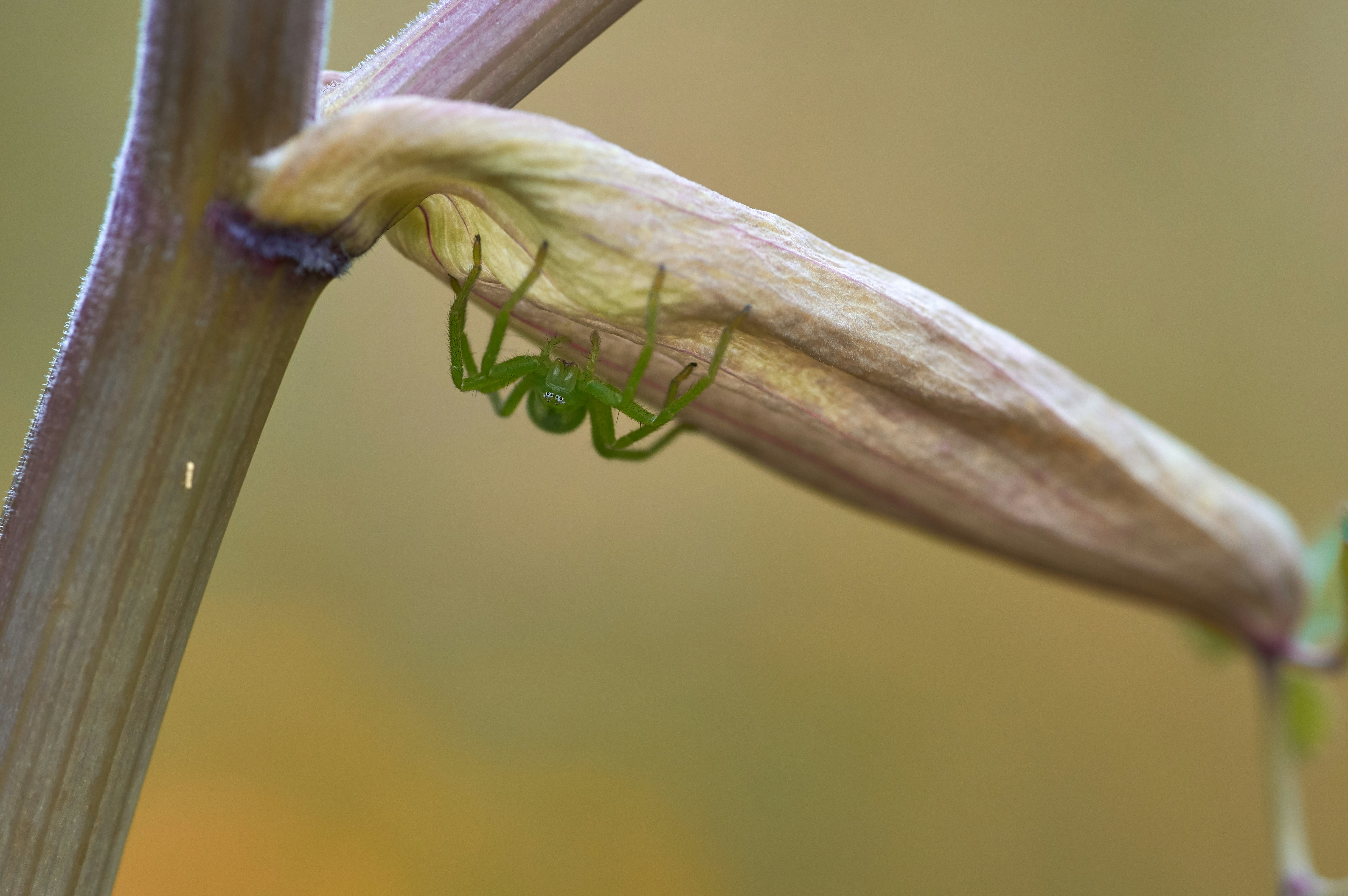 Green praying mantis perched on brown stem in close up photography ...