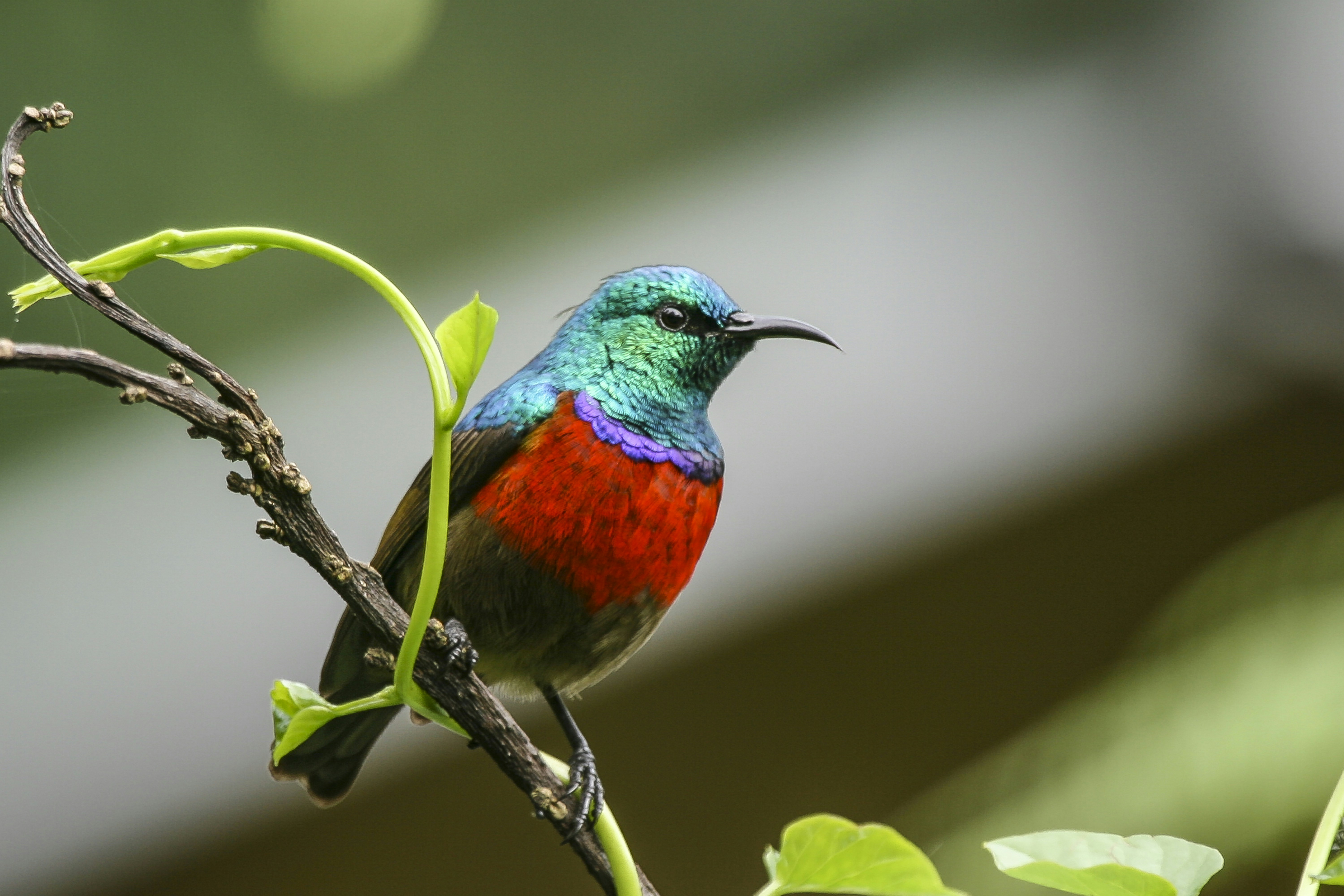 Sunbird Pictures | Download Free Images on Unsplash