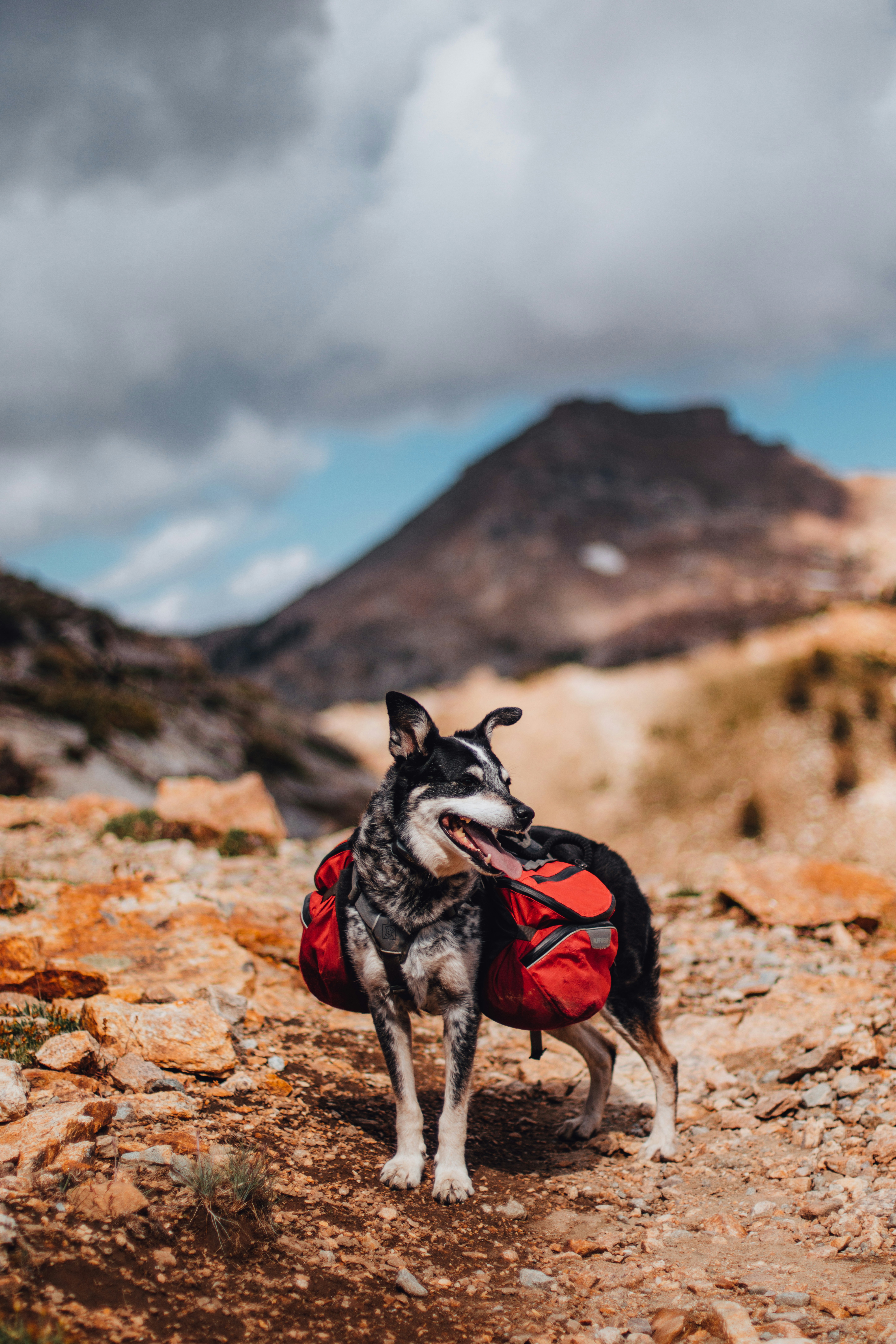 Trail-Top Wanderer: Husky with Red Packs on a Mountain Path