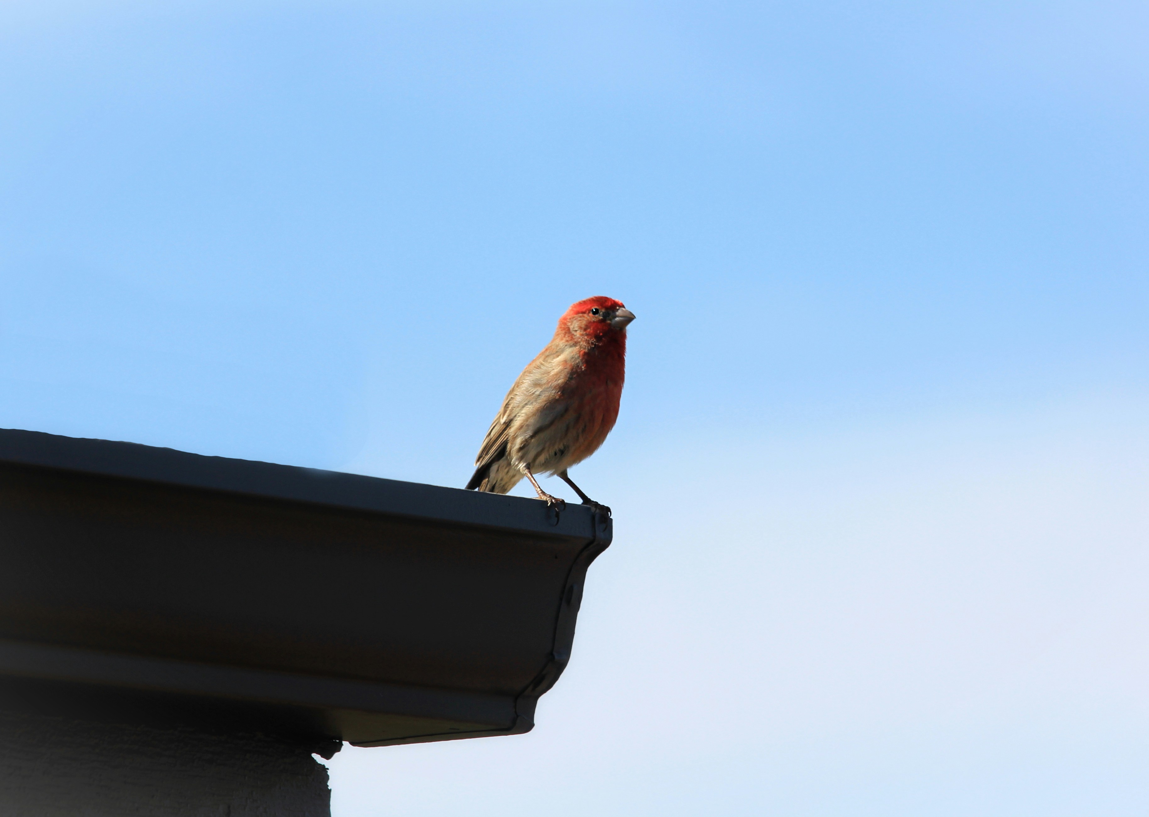 Red Bird Pictures | Download Free Images on Unsplash