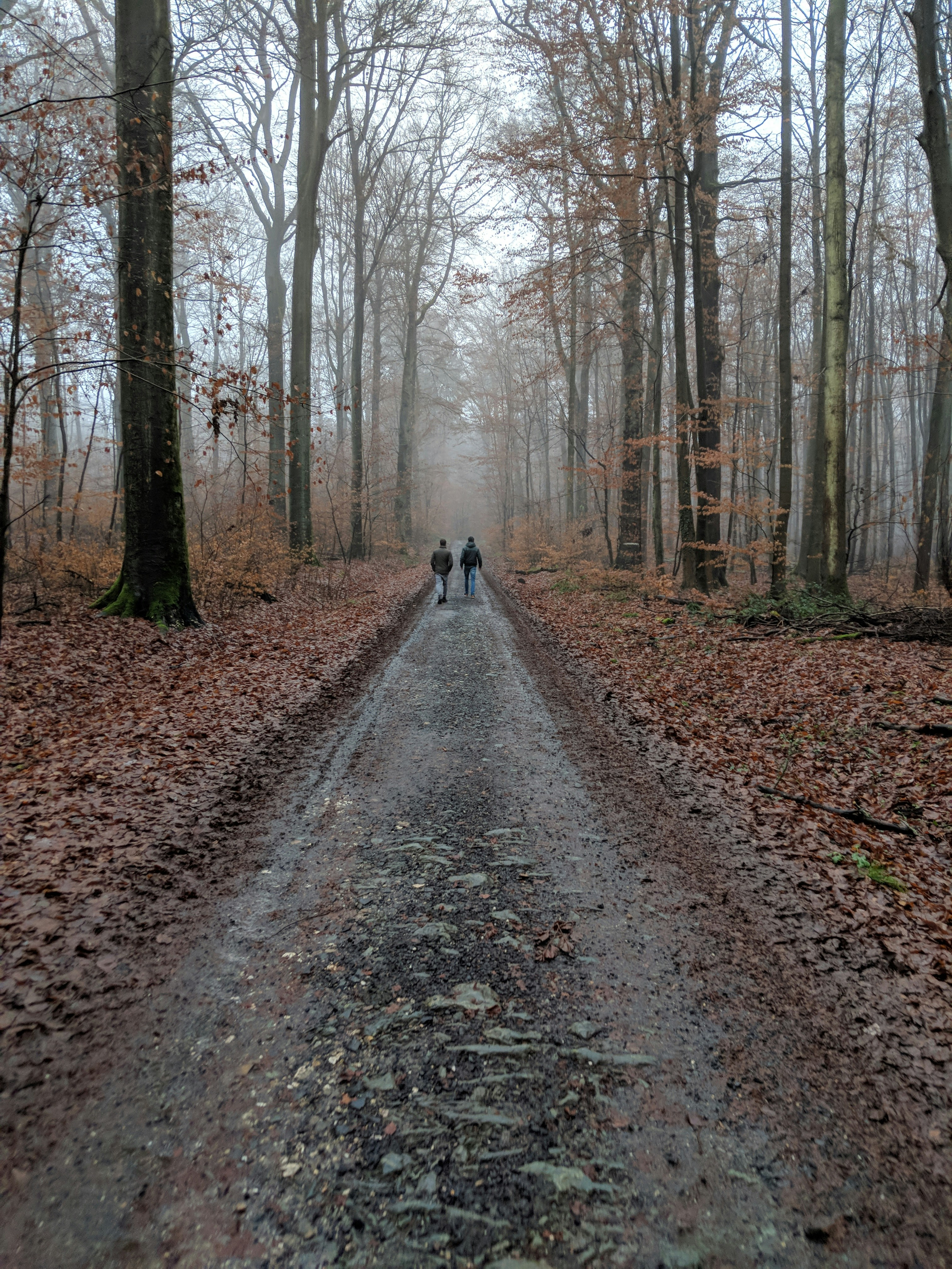 Two figures walking along a gravel path in a foggy forest, surrounded by bare trees and fallen leaves.