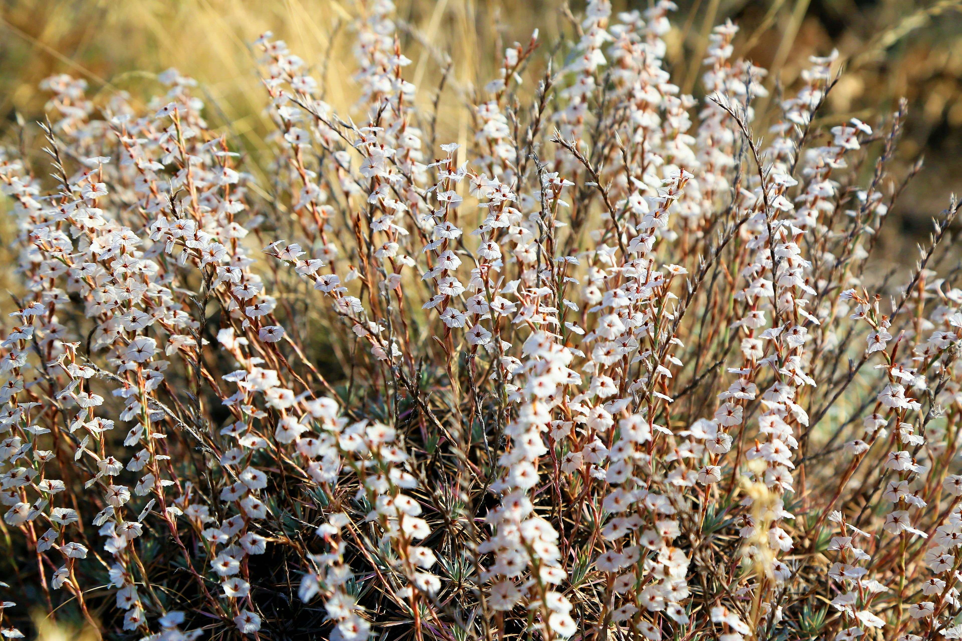 Snow Spires in a Sunlit Field
