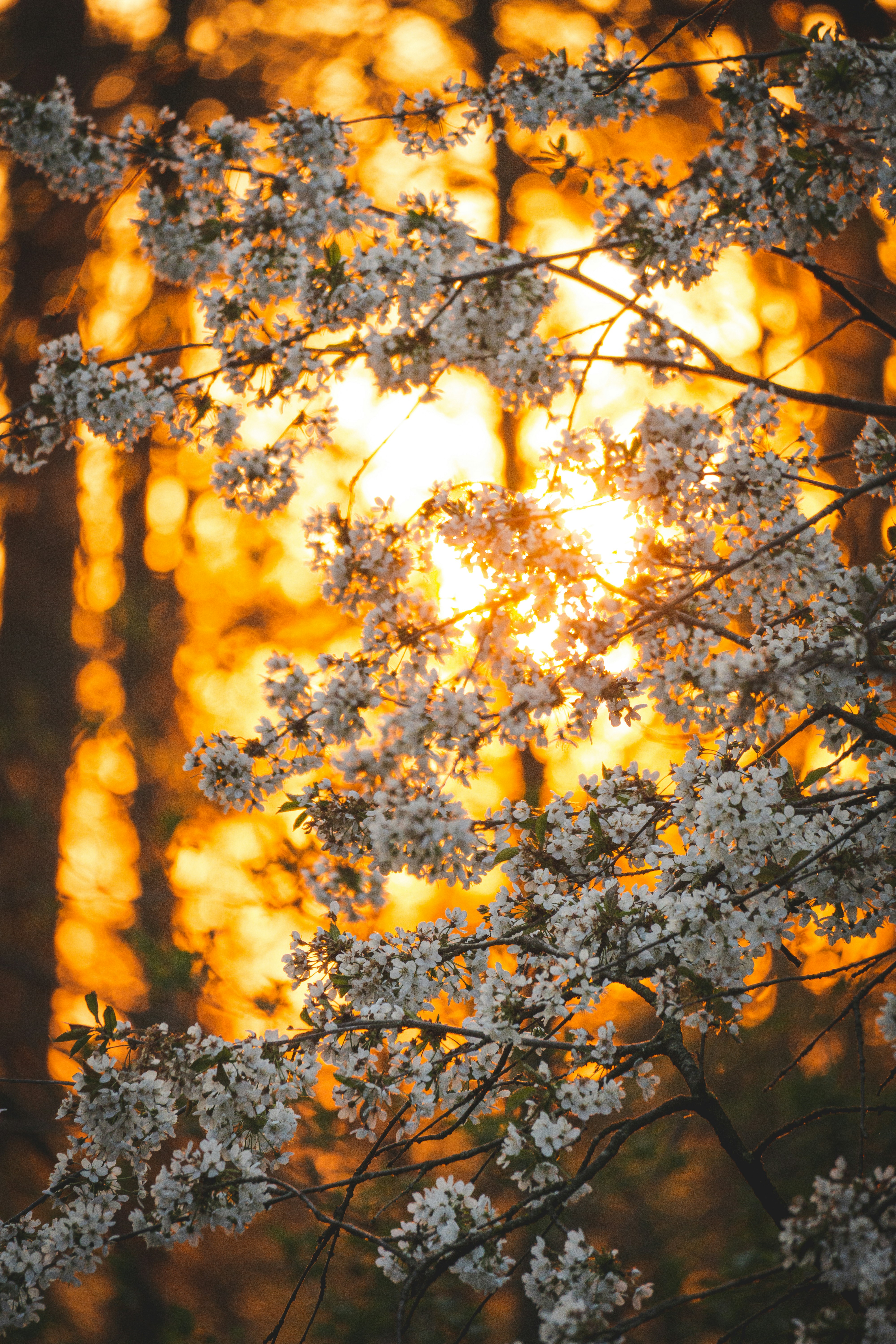 Delicate white blossoms frame a radiant sunset filtering through the trees, creating a serene and warm atmosphere.