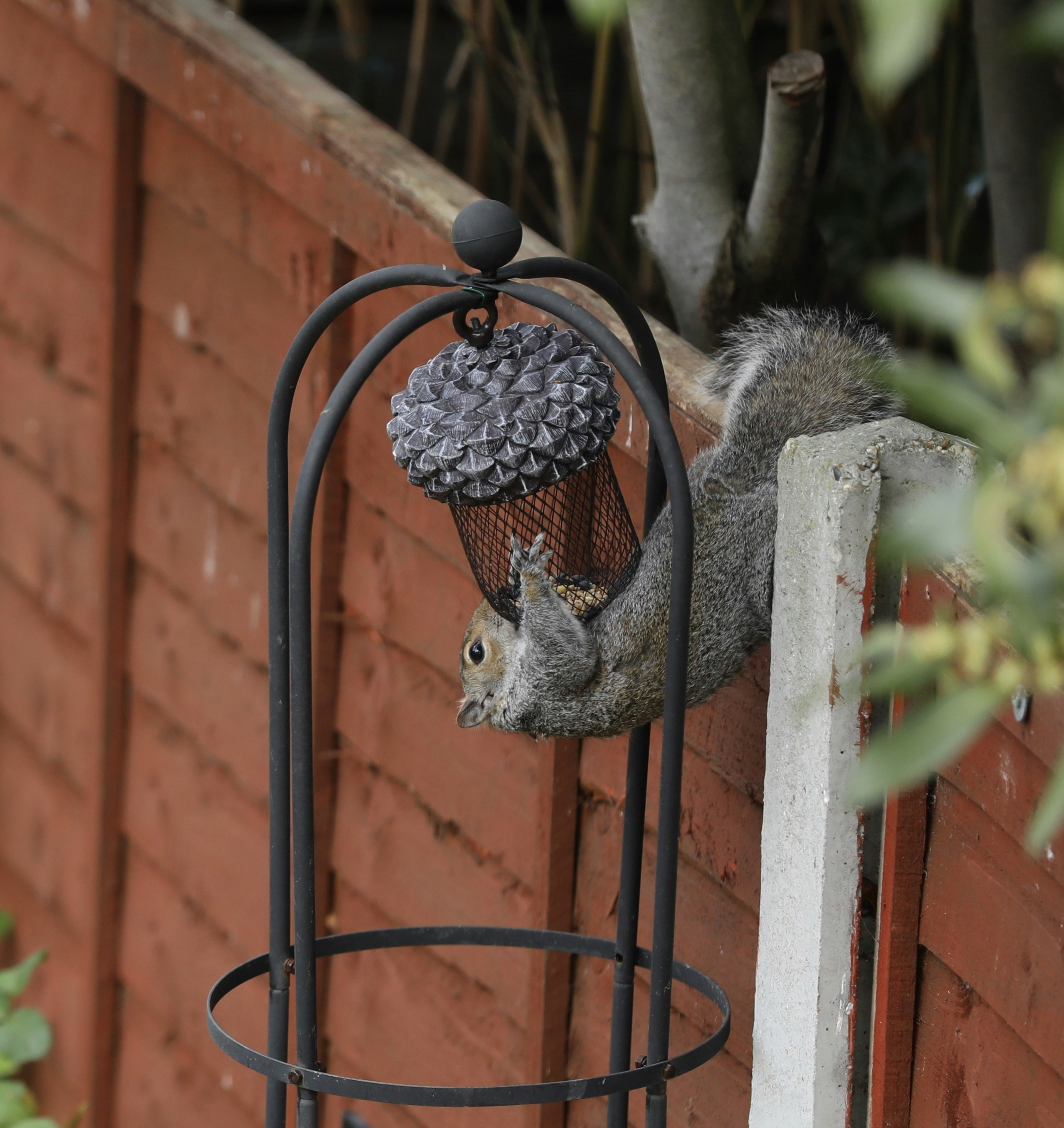 Nutty Acrobat on a Garden Iron Feeder