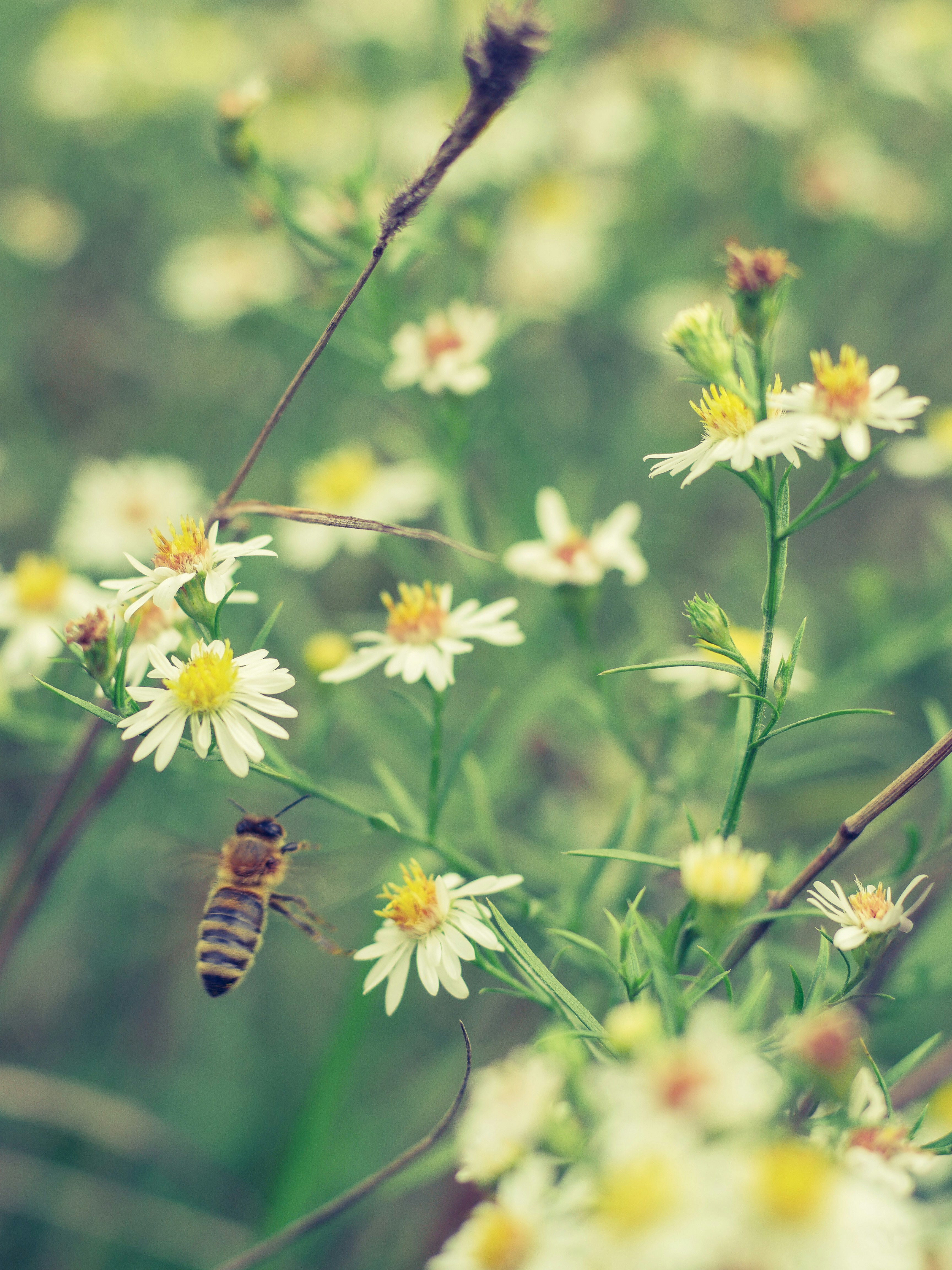 Buzzing Amid White-Yellow Daisies: A Honeybee’s Gentle Visit