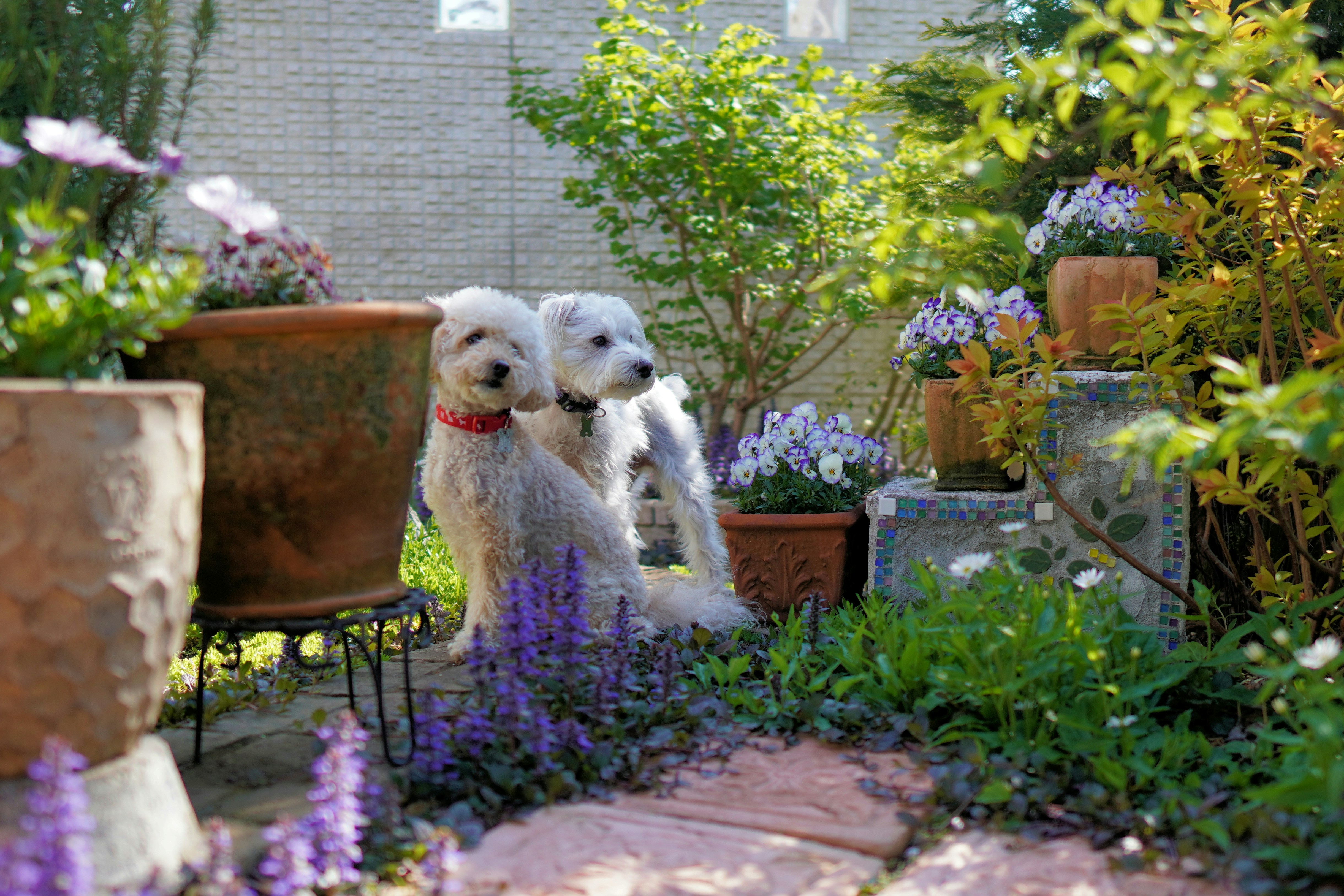 Two fluffy dogs nestled among vibrant flowers and potted plants in a sunlit garden.