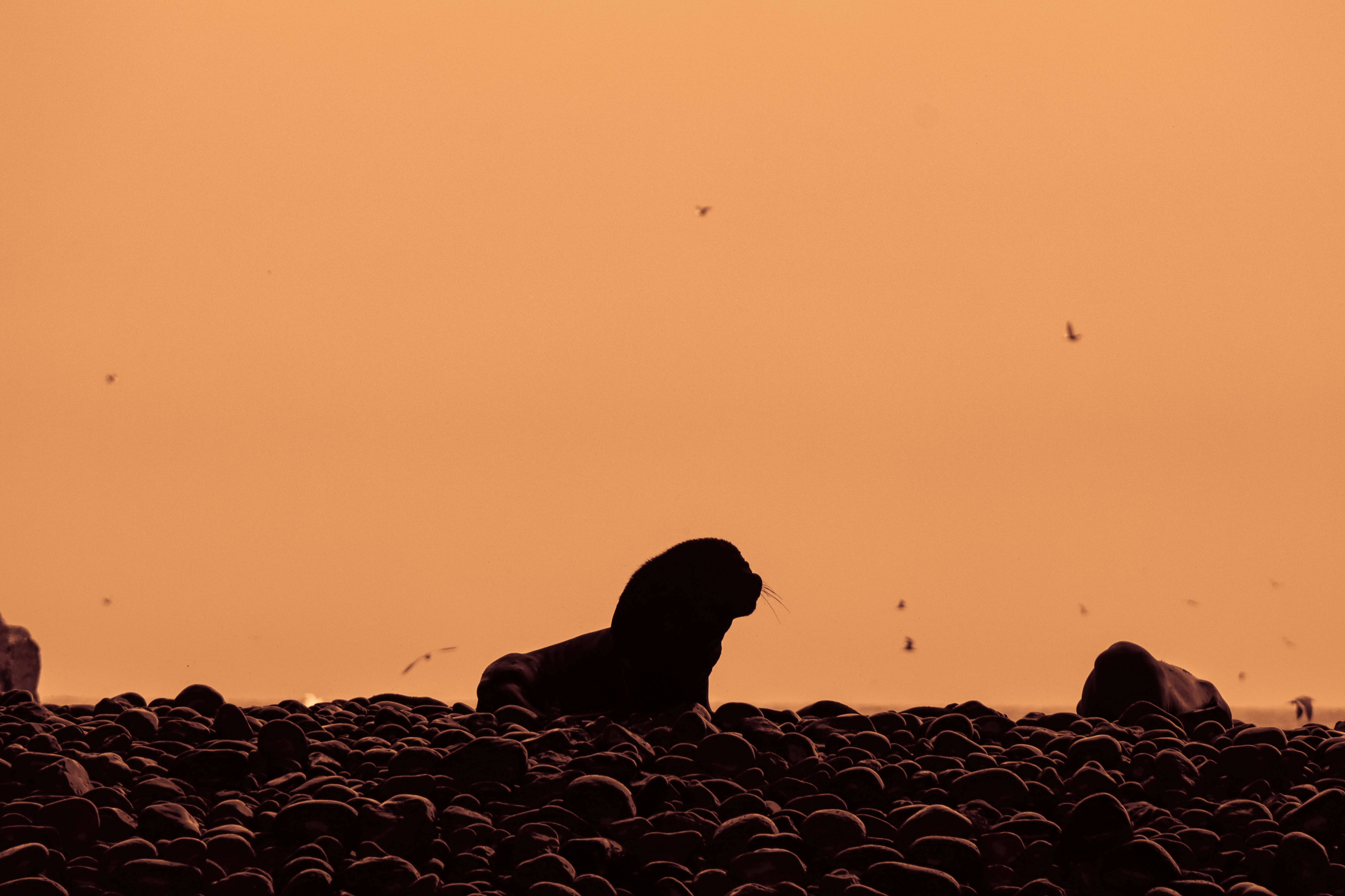 Silhouetted Sea Pebbles: A Lone Creature Amid a Dune of Stones at Dusk